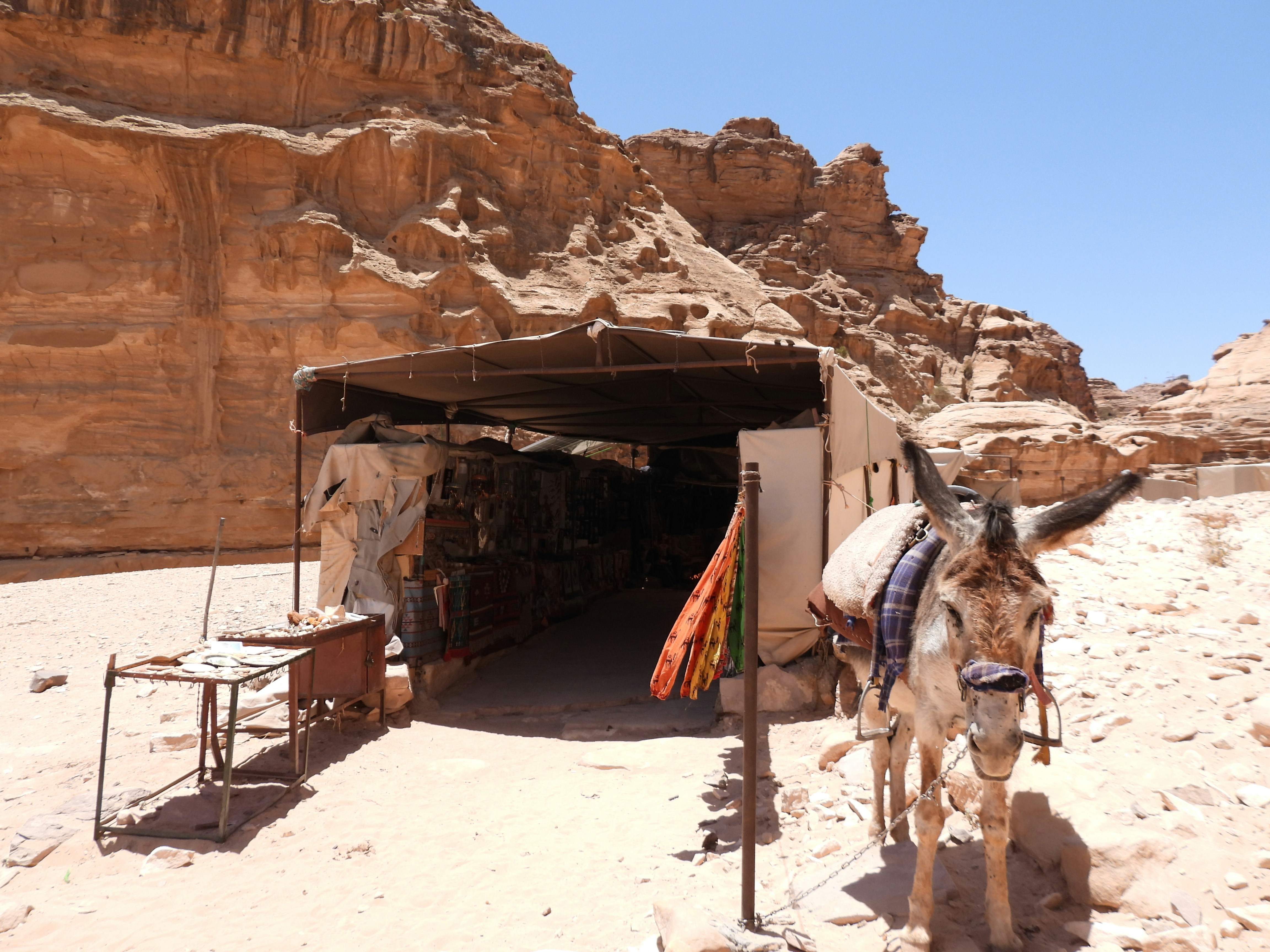 A donkey stands outside a tent in a desert canyon.
