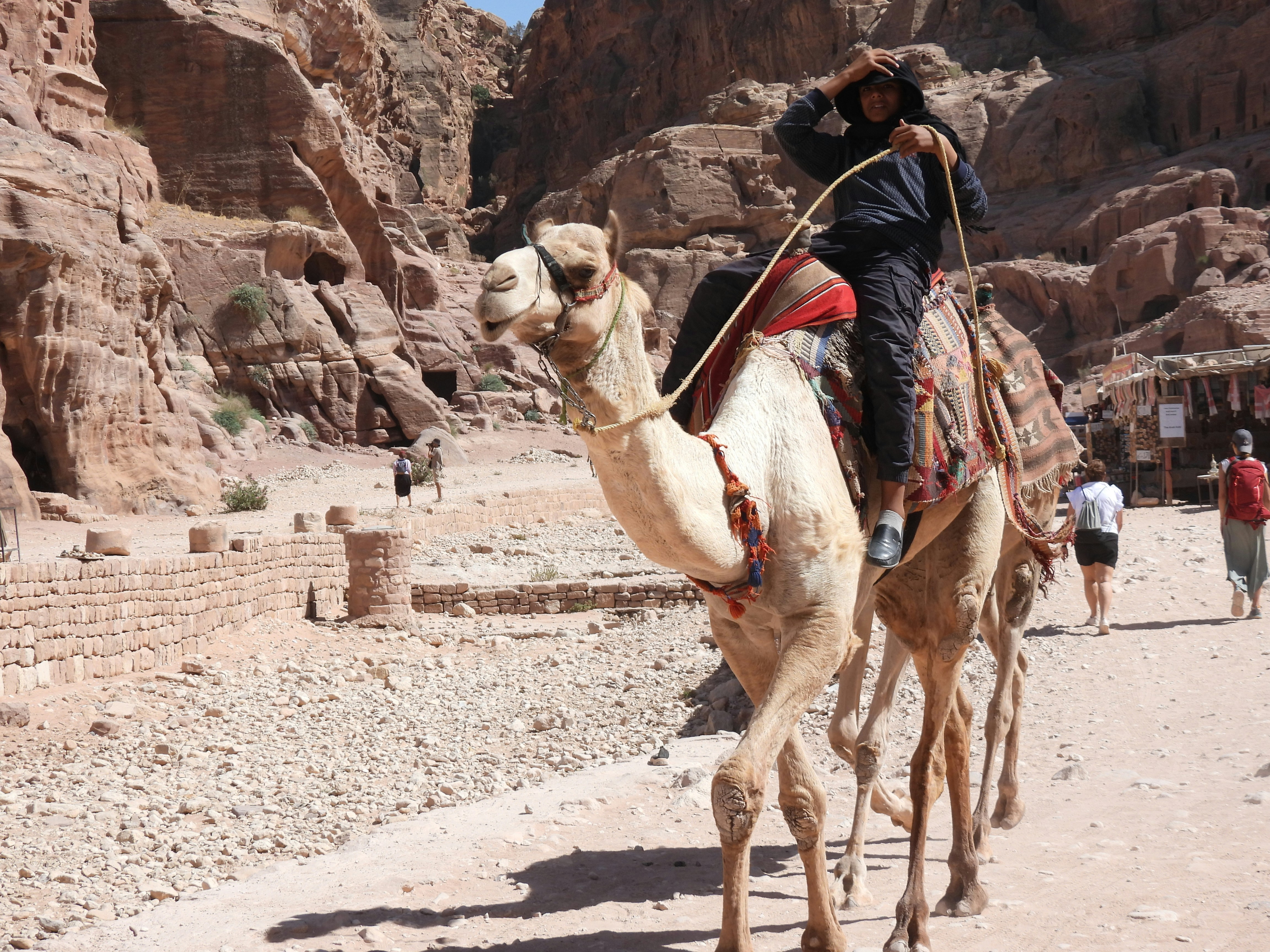 Camel Caravan Under Carved Canyon Cliffs