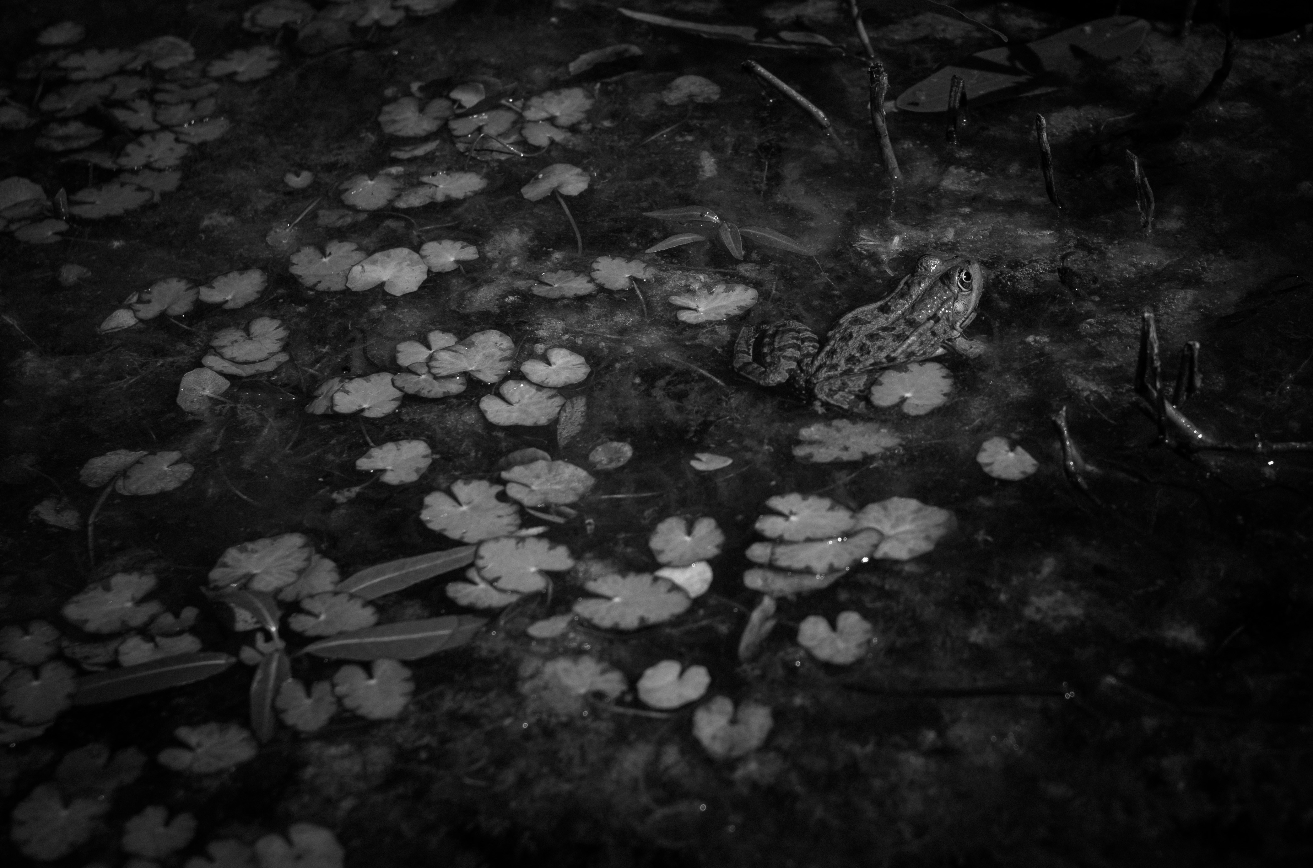 Midnight Pond: Lily Pads and a Coiled Frog Watcher