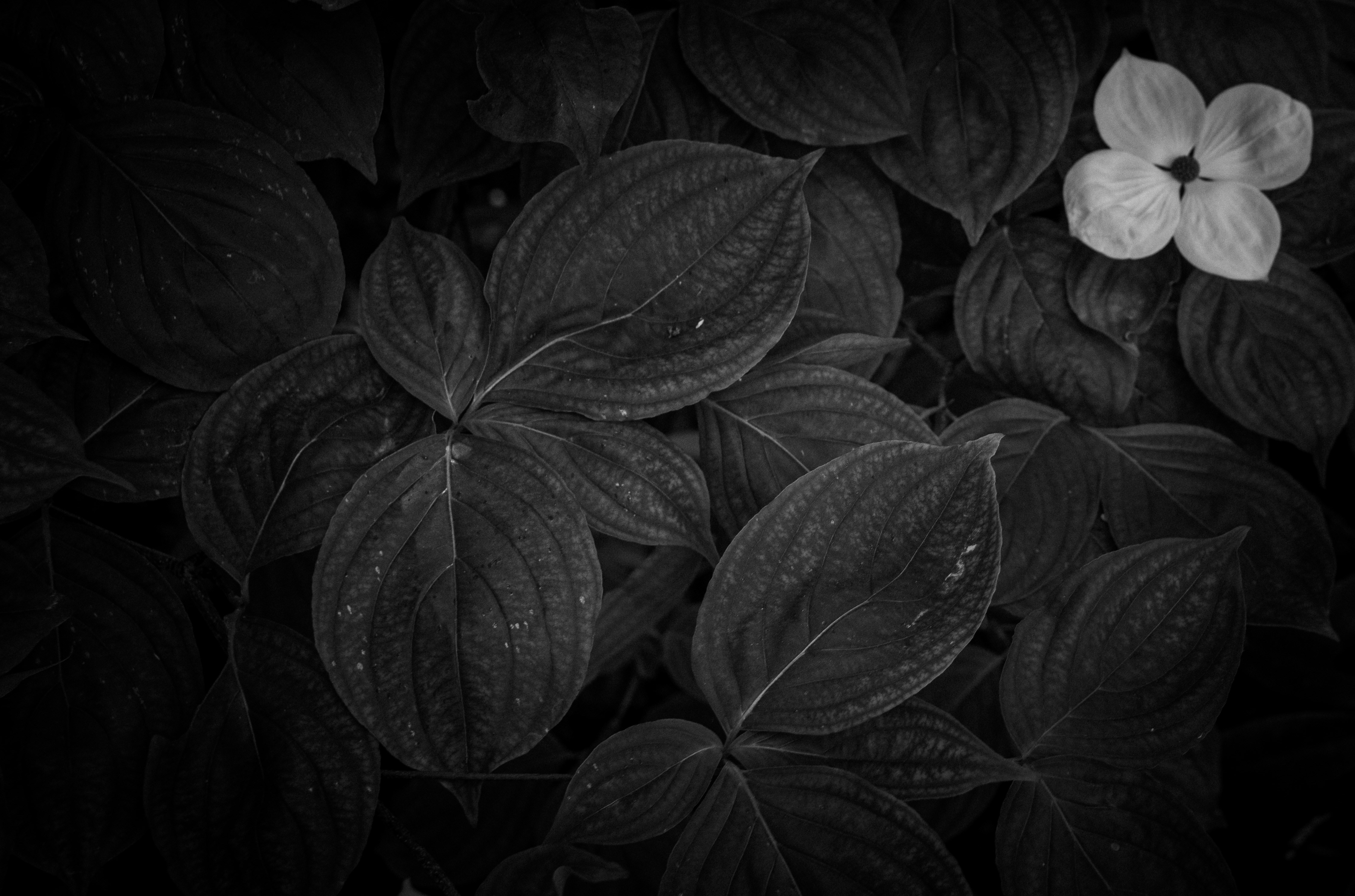 Shot at Jardin Botanique de Strasbourg with Leica MEV1 — 9 May 2026