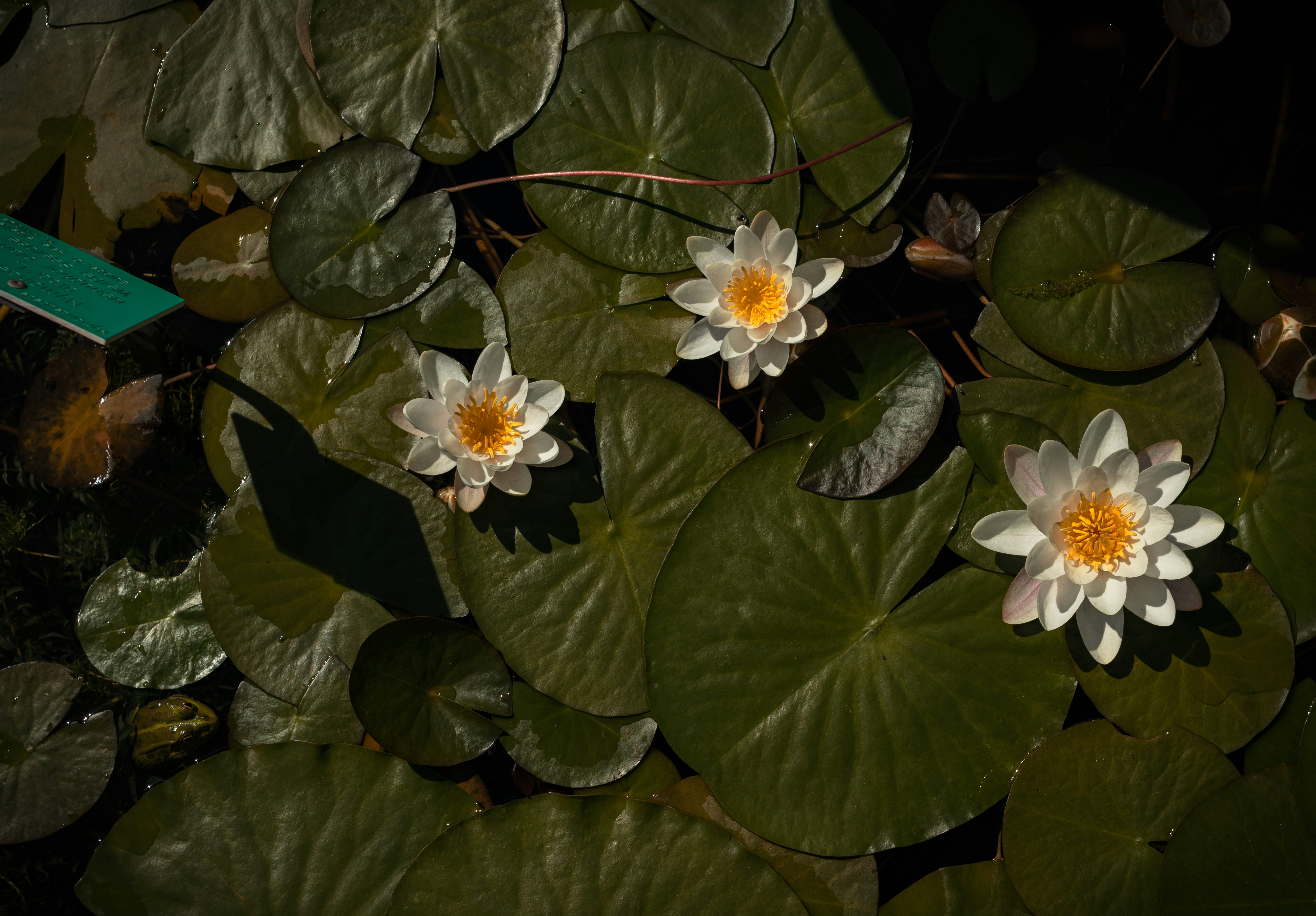 Three White Water Lilies Amid Dark Green Pads