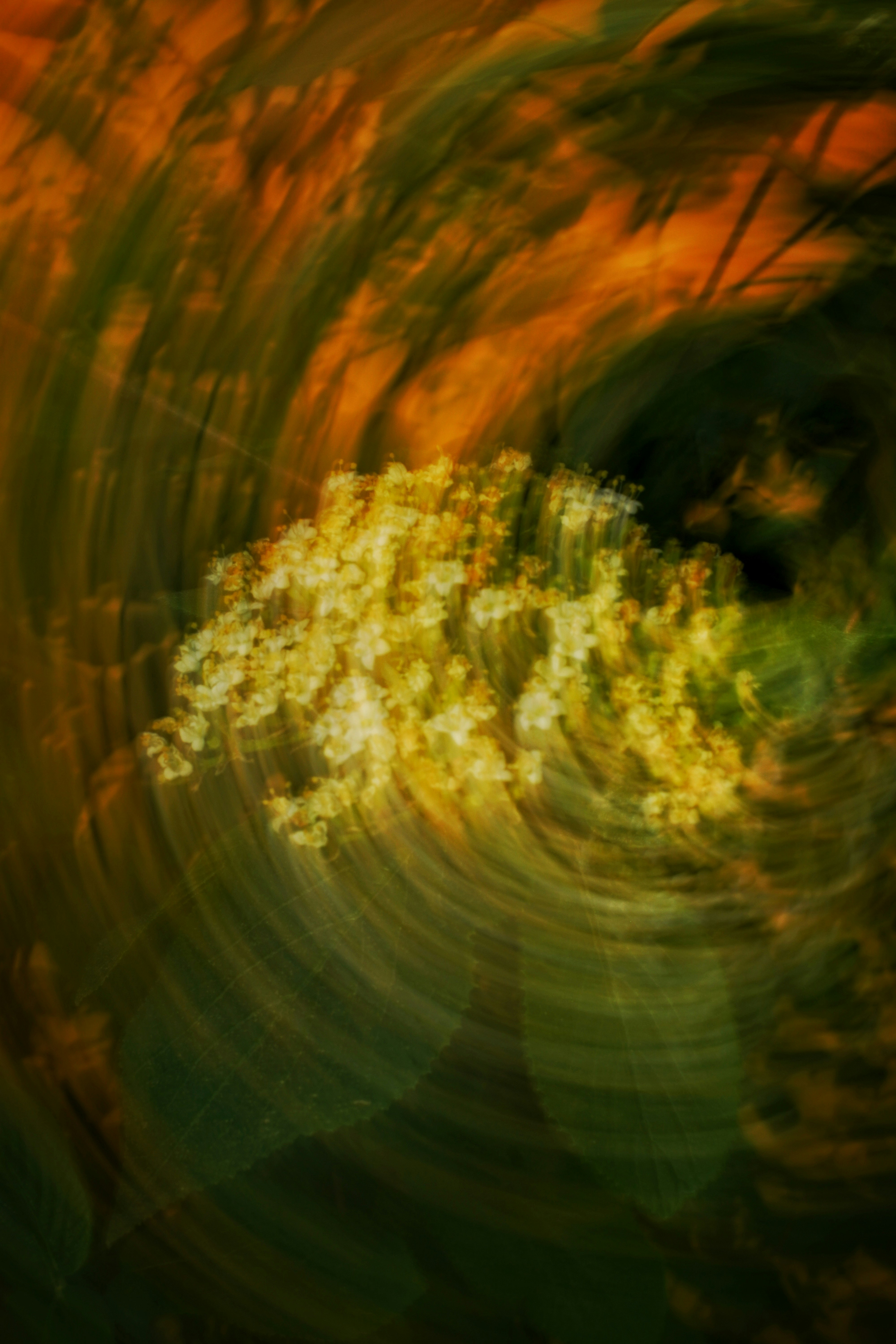 Vortex of Autumn Bloom: A Blur of Color and Light