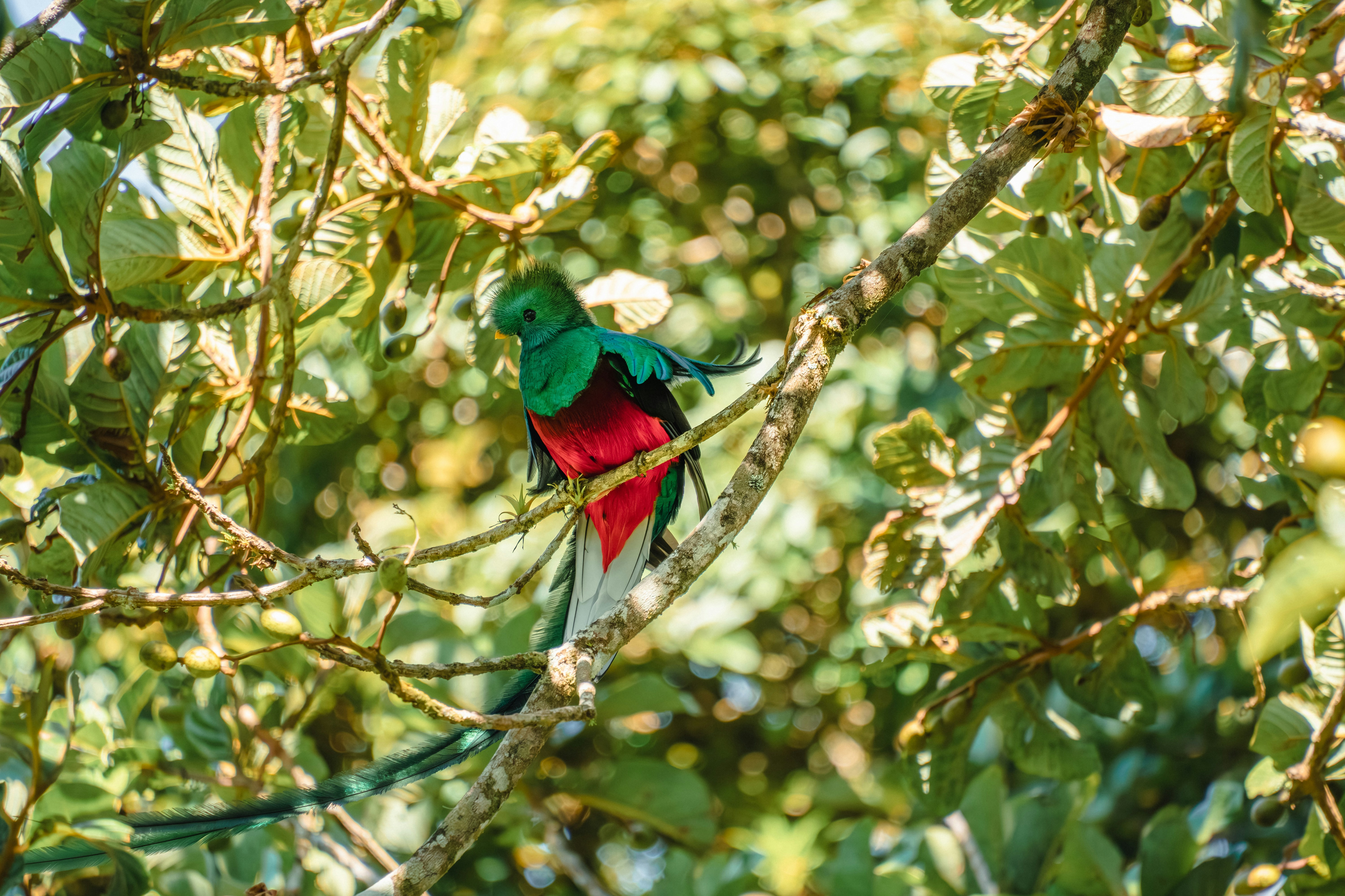 Emerald Crown Among Branches: A Crimson-tailed Parrot in Dappled Light