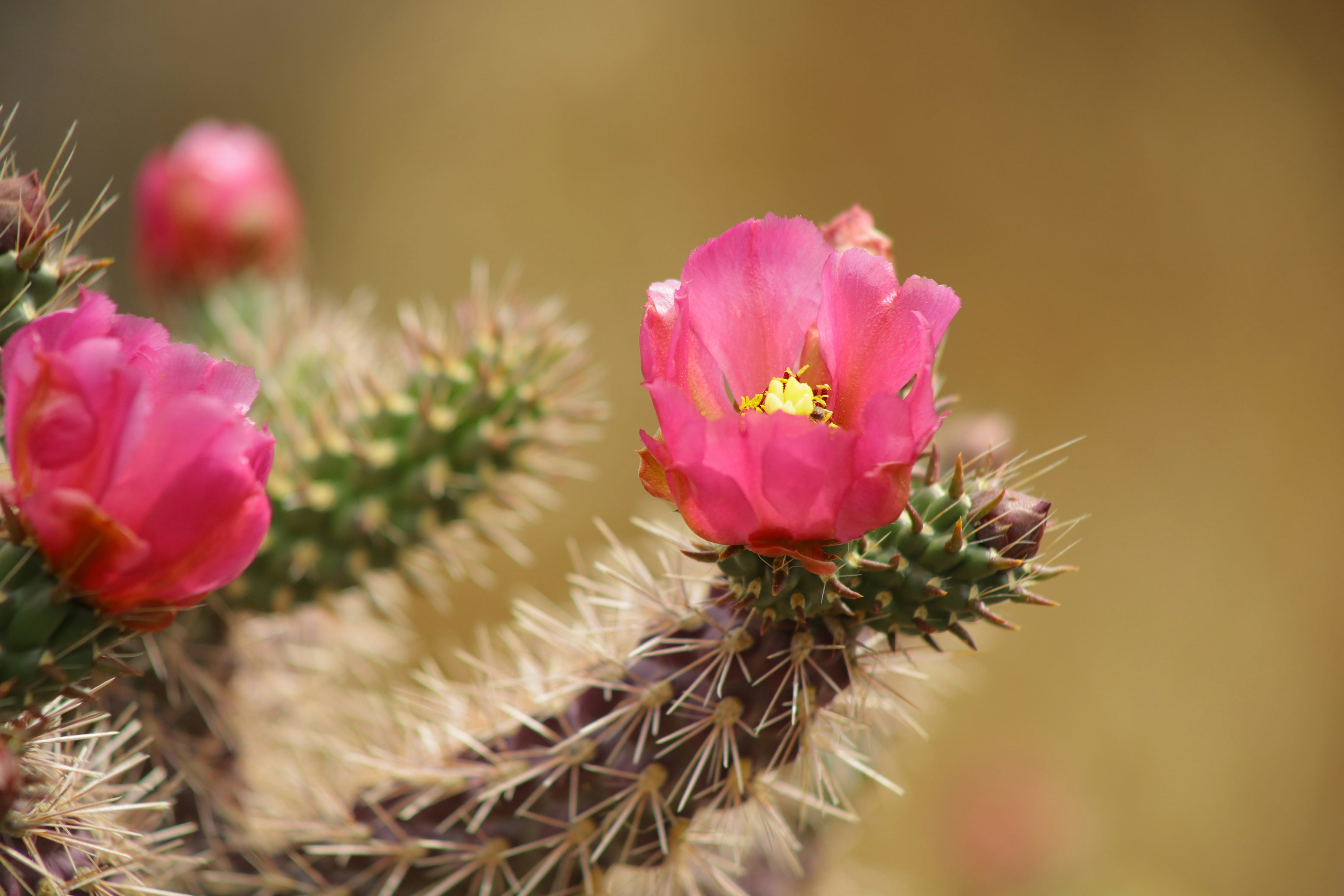 Pink bloom on spiny cactus: a moment of soft detail against warm backdrop