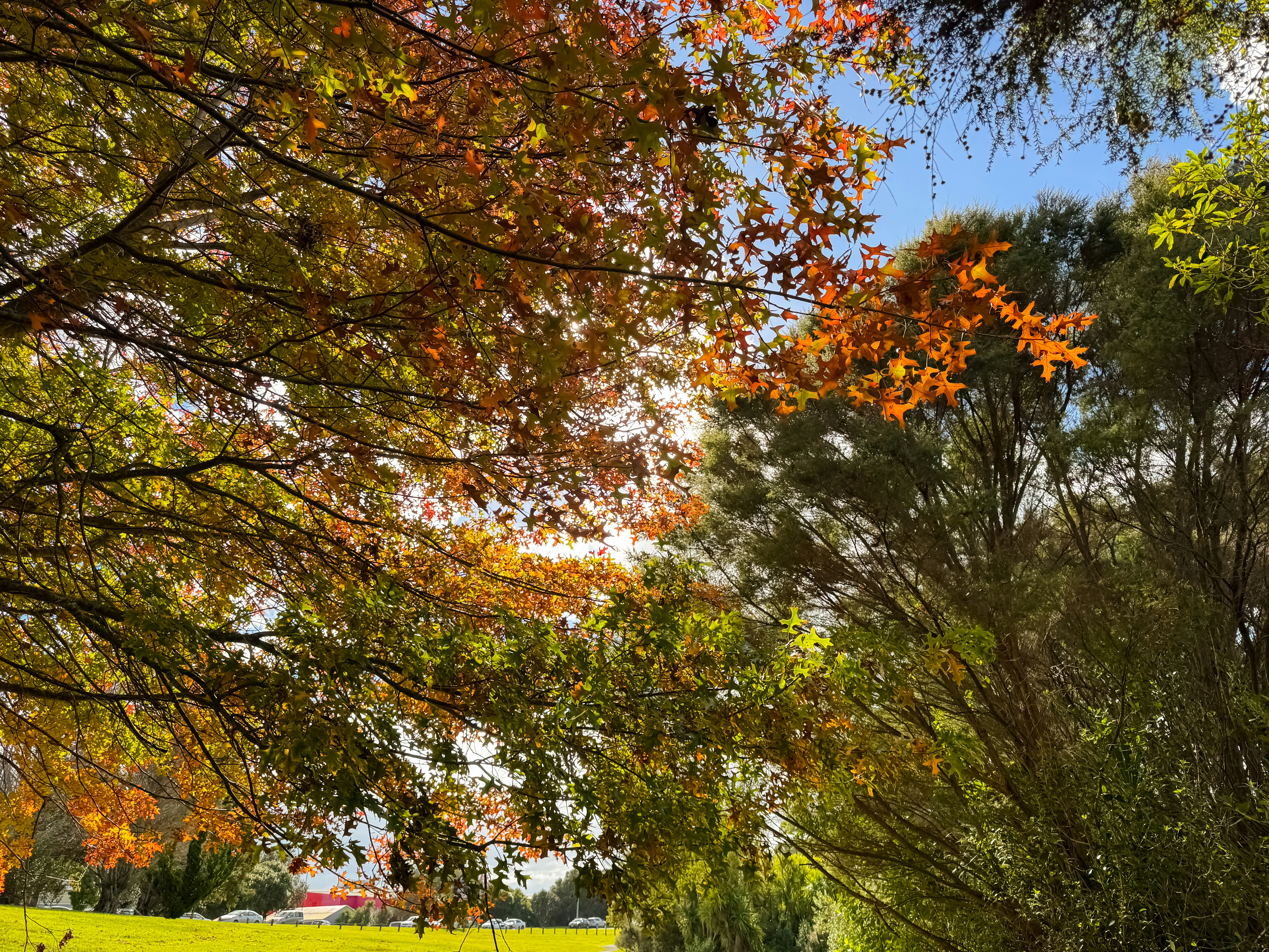 Autumn Canopy Overhead