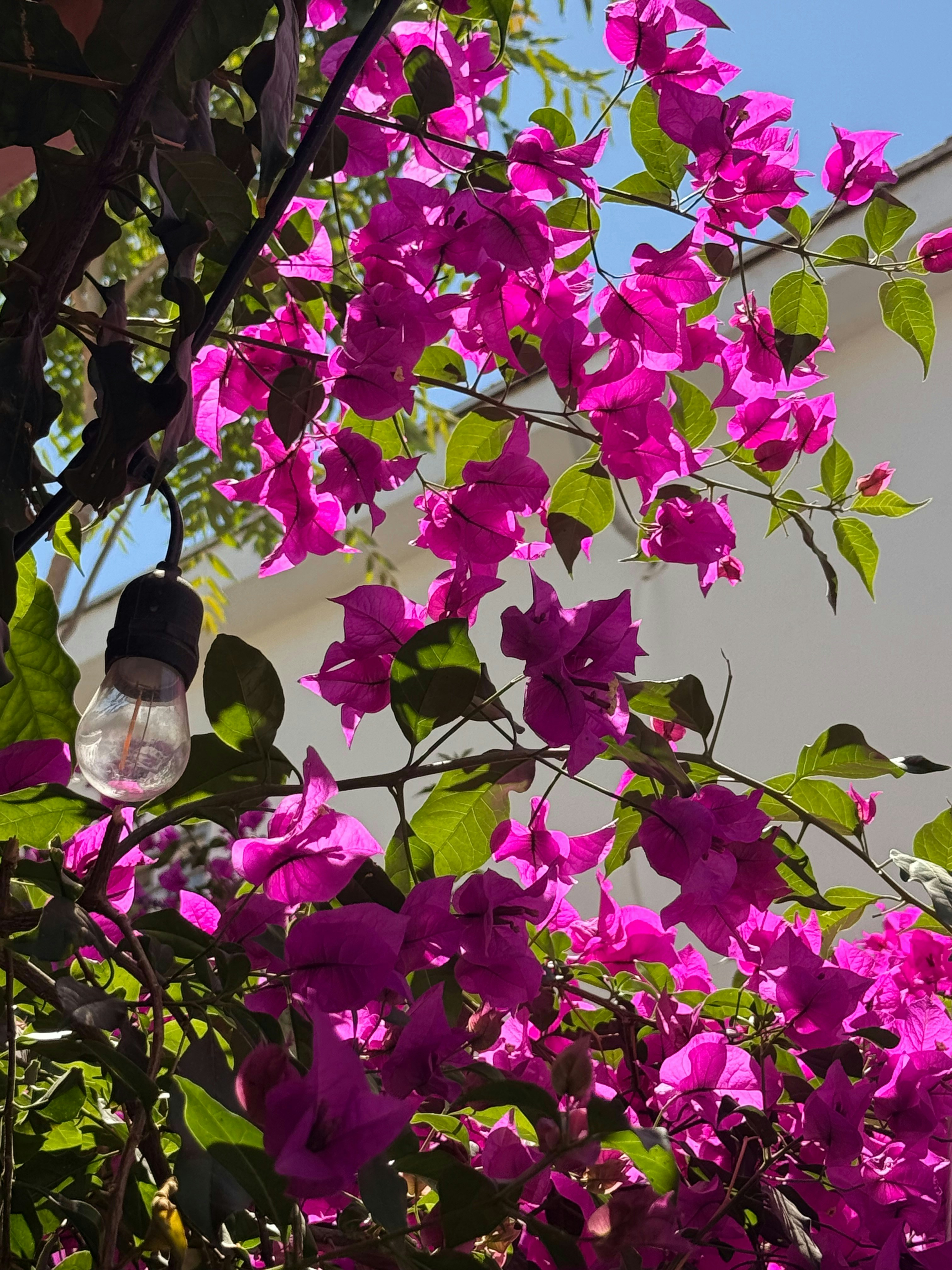Sunlit Bougainvillea Chorus Under a Skyscape
