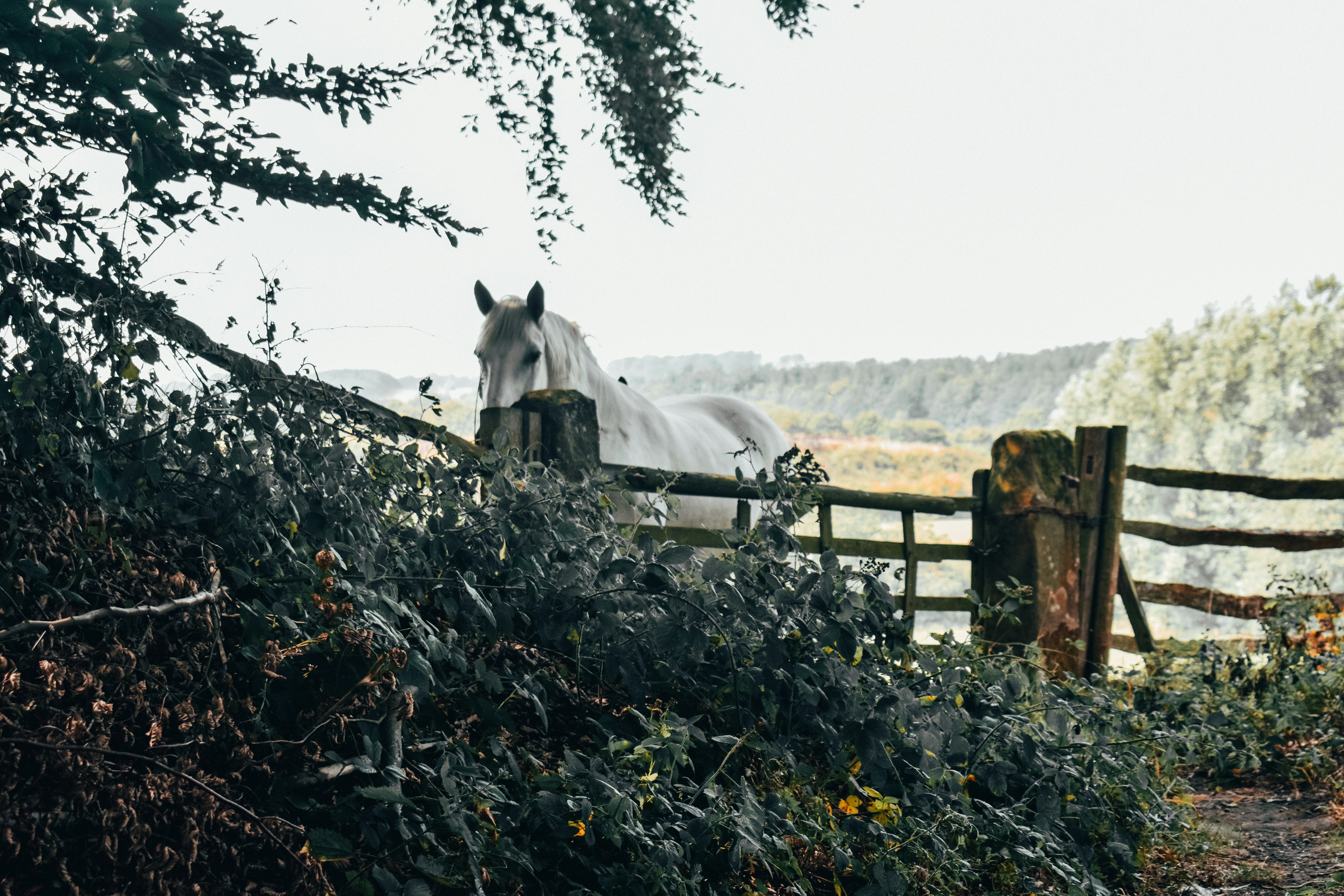 Quiet Gate: A white horse at the rural fence peeking through