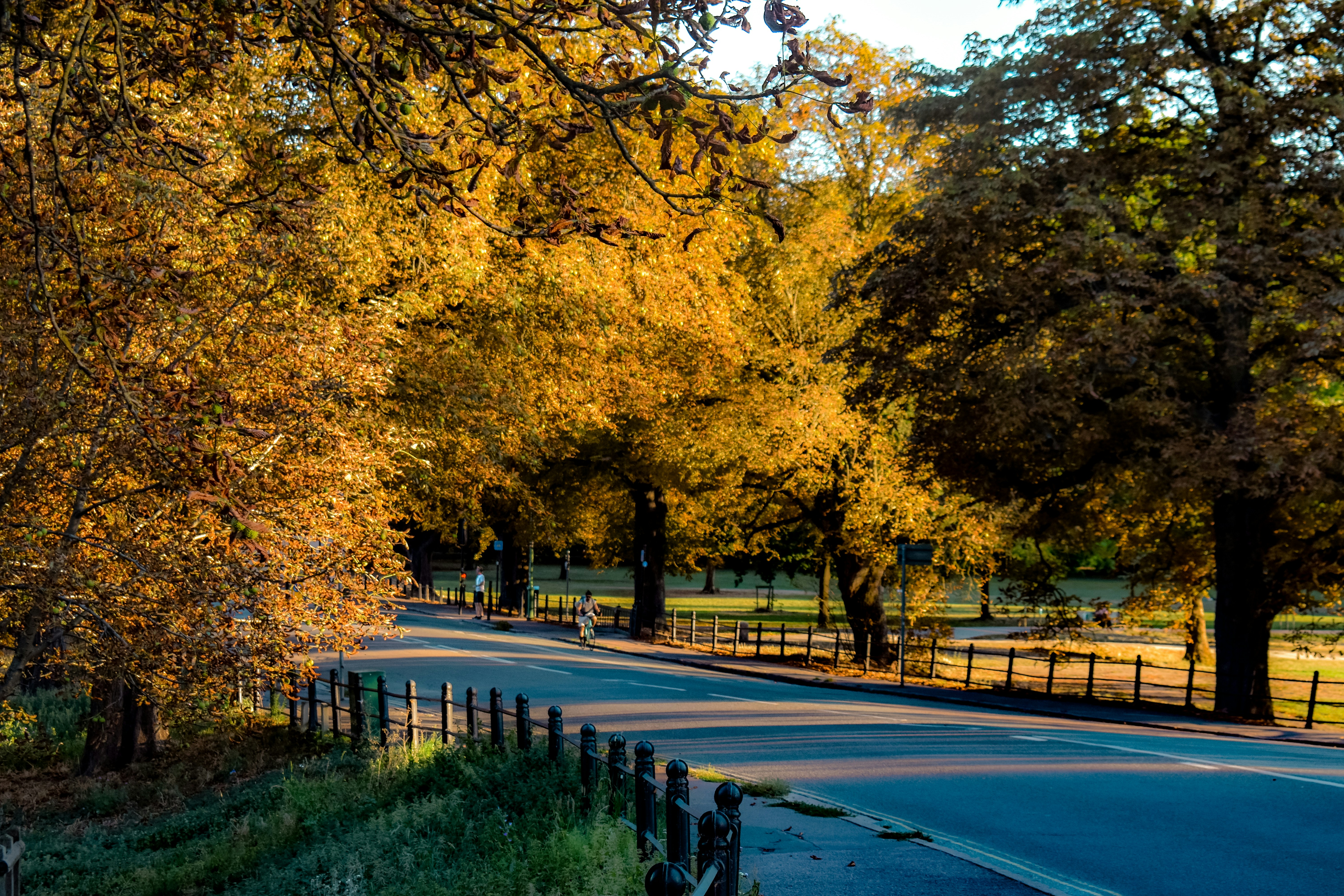 Autumn Quiet: A Sunlit Lane Through Golden Canopies