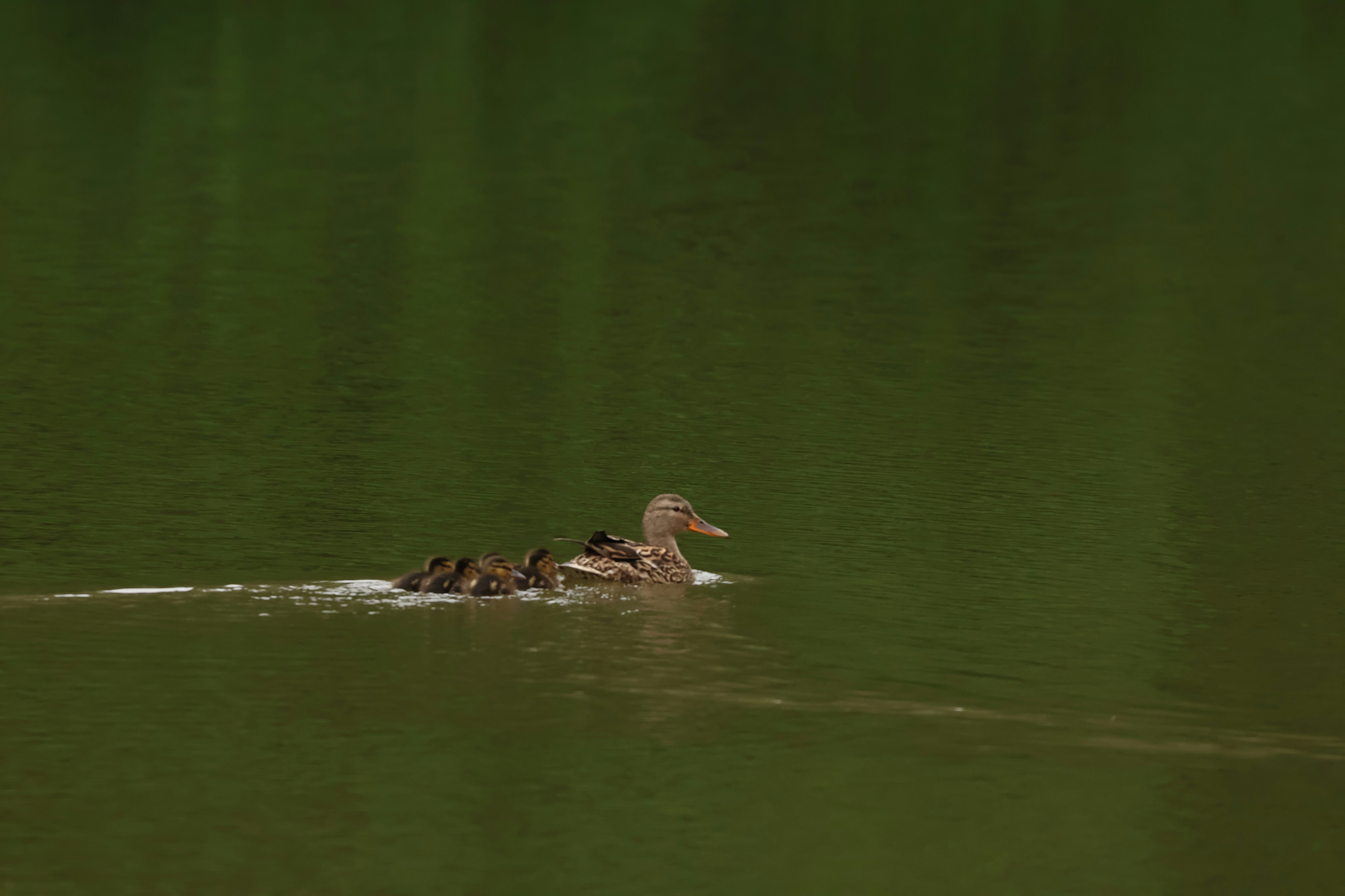 Mother Duck Leads Ducklings Across Quiet Green Lake