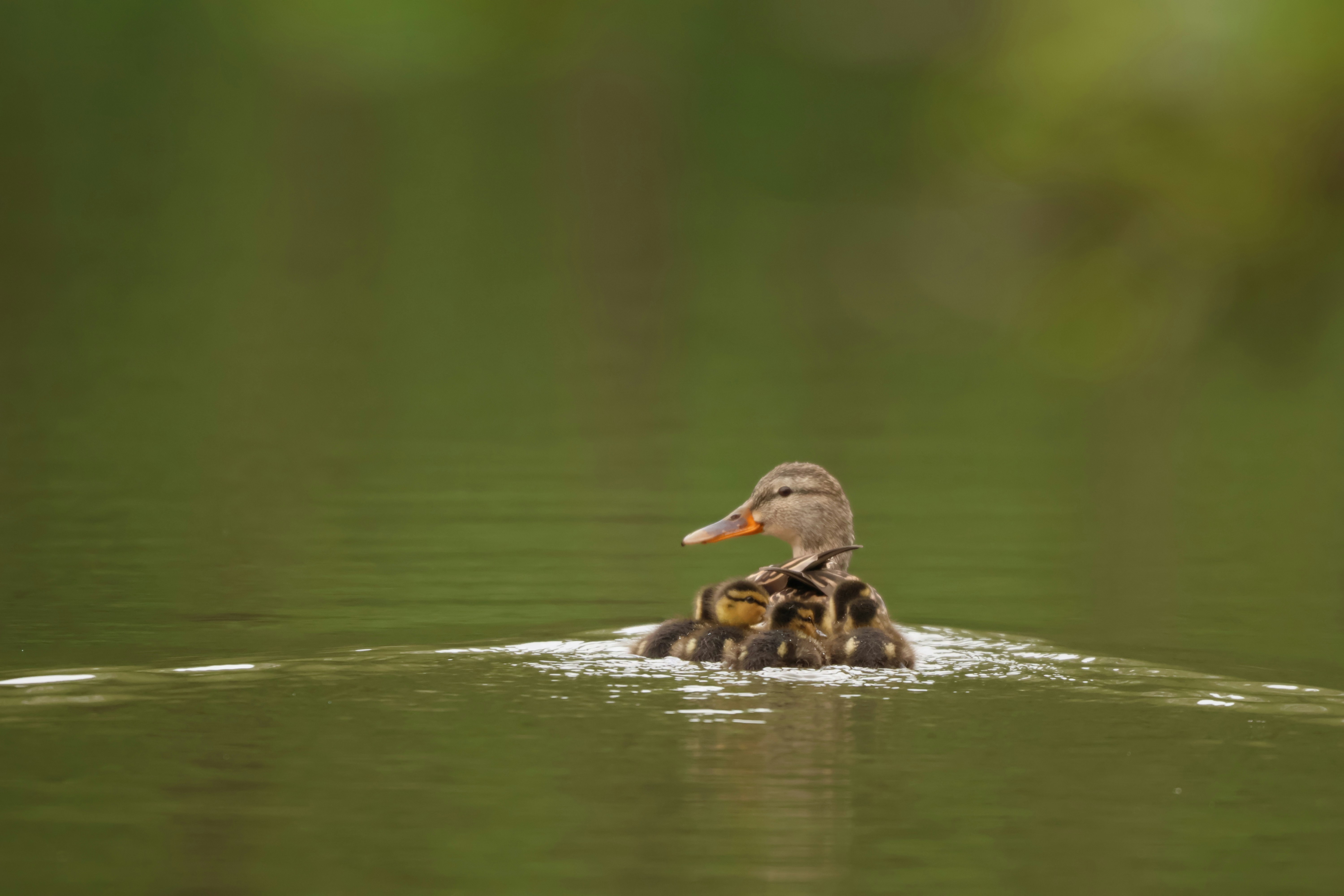 Lingering Wake: A Duckling Pair Surrounded by Quiet Green Ripples