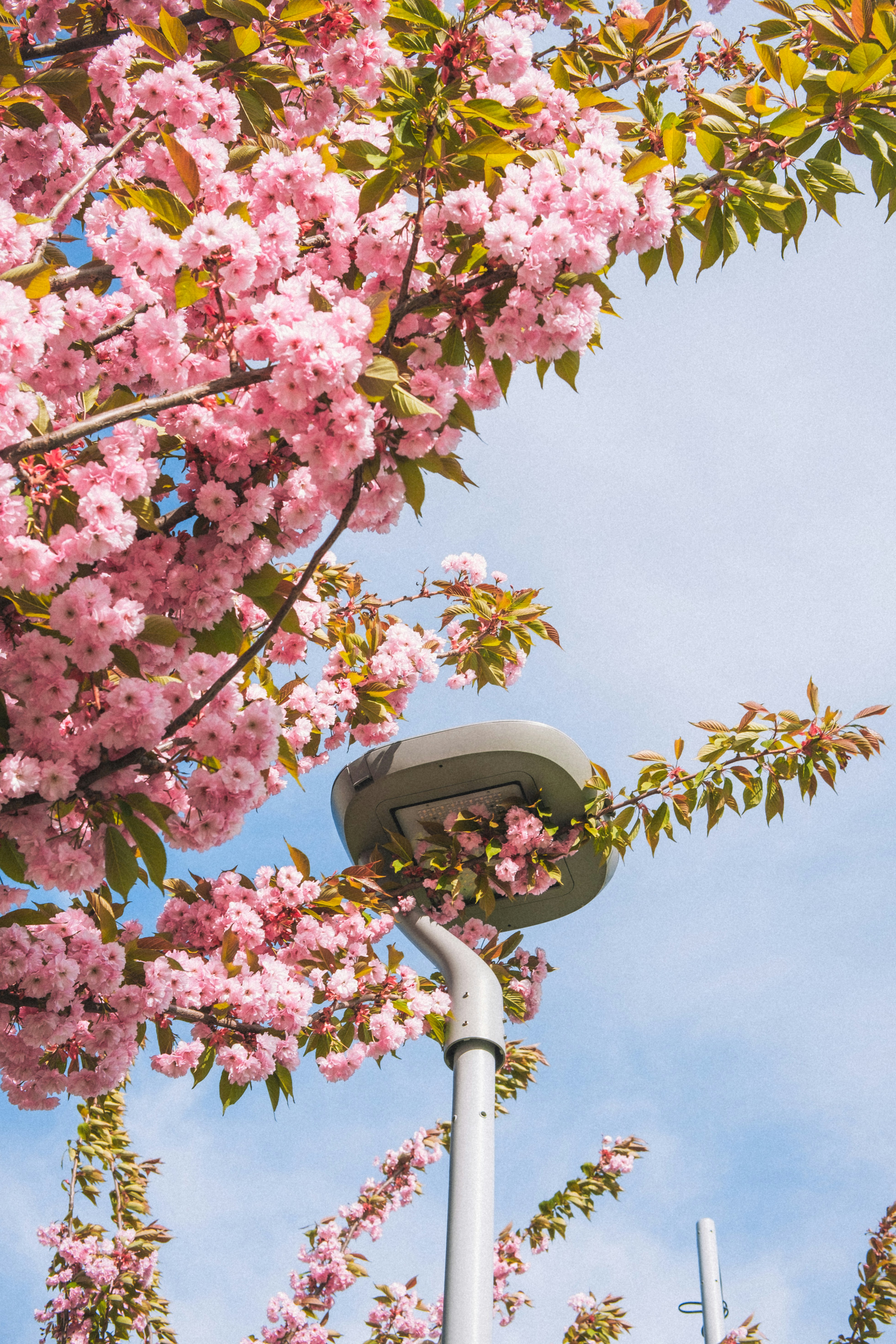 Cherry Blossom Lamp Post: Pink Blossoms Framing a Skyward Street Lamp