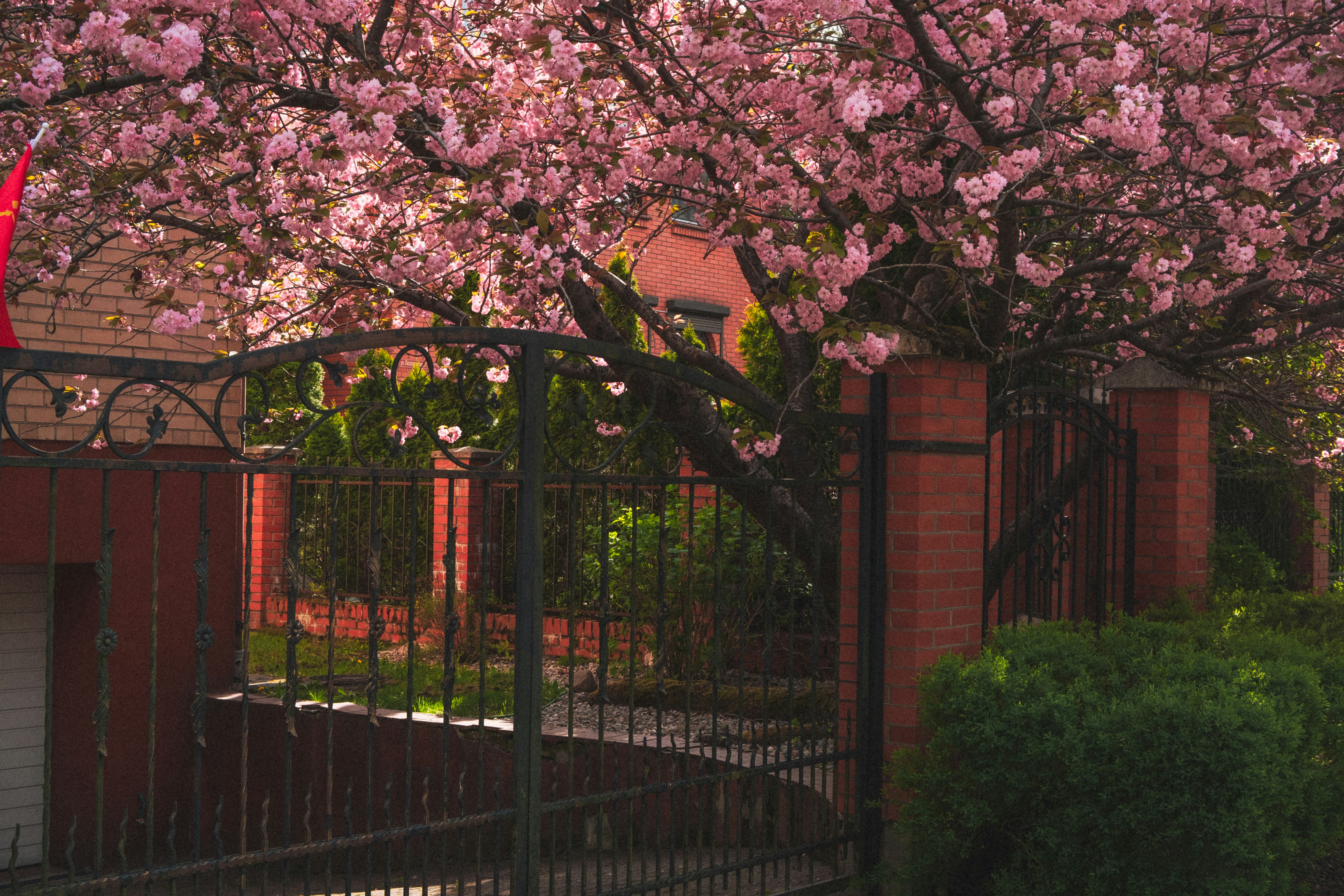 Blossoms Over Gate: A Garden Gate Framed by Pink Blooms