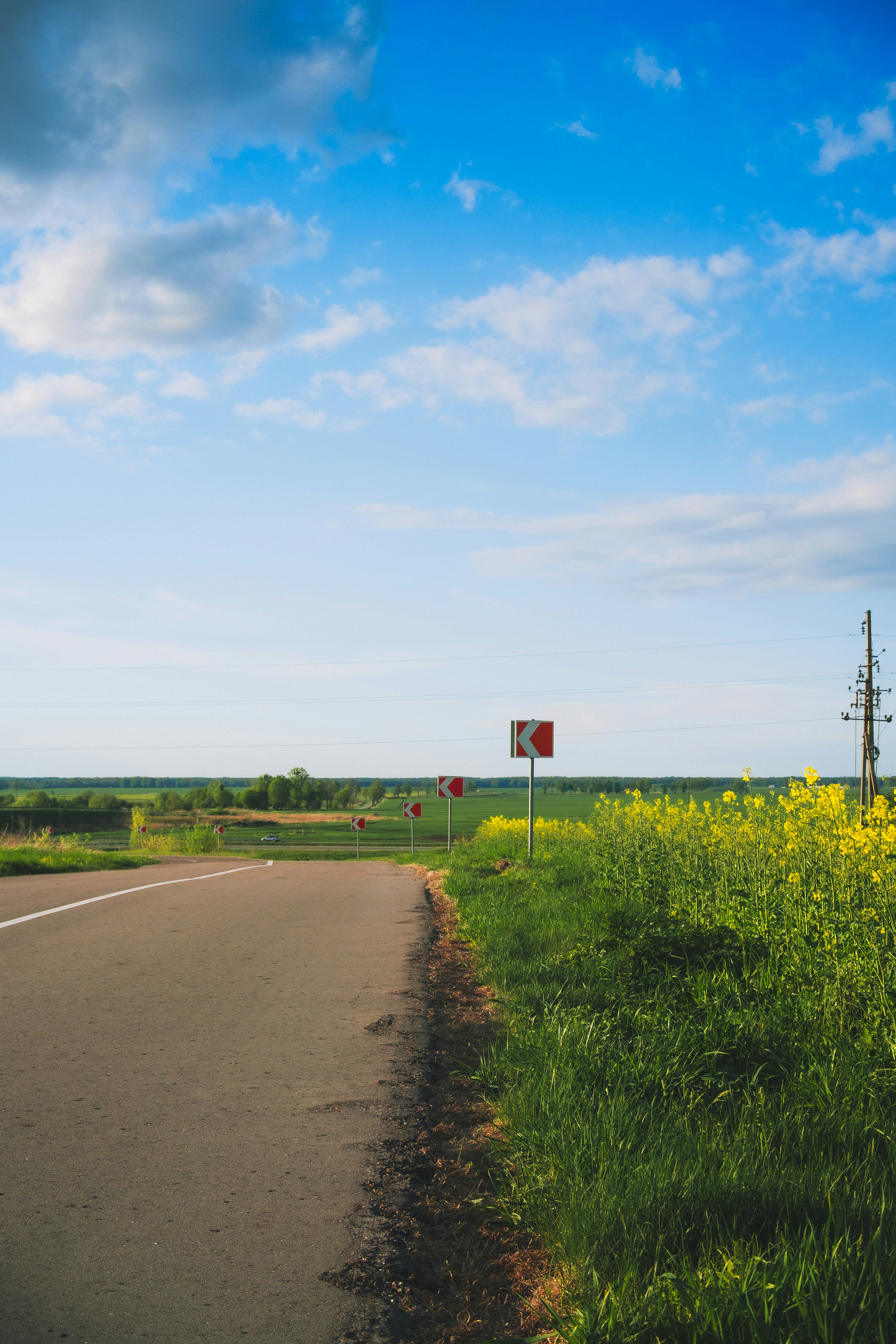 Sunlit Roadside in Bloom