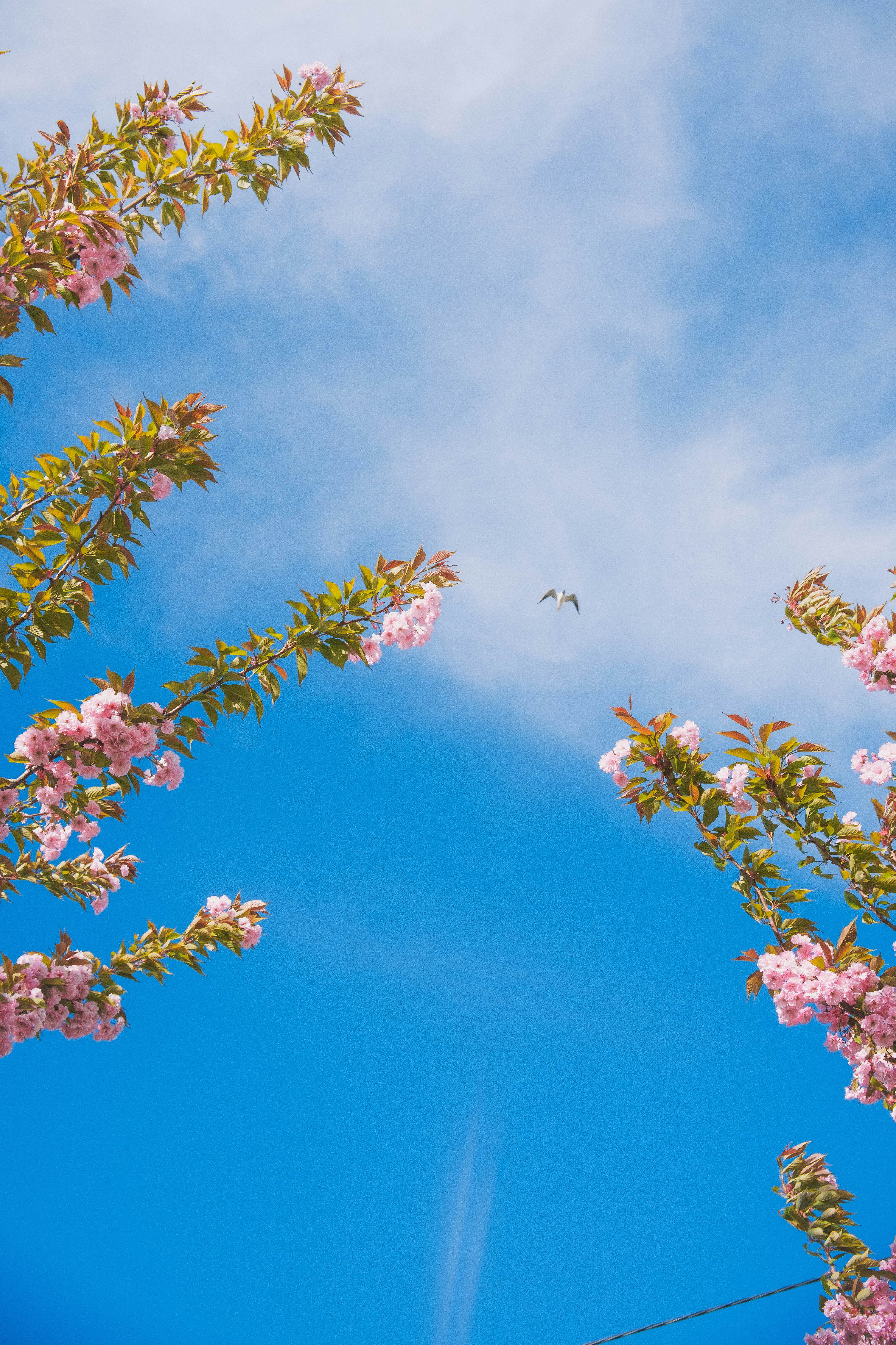 Pink blossoms frame a clear blue sky as a lone bird crosses the frame