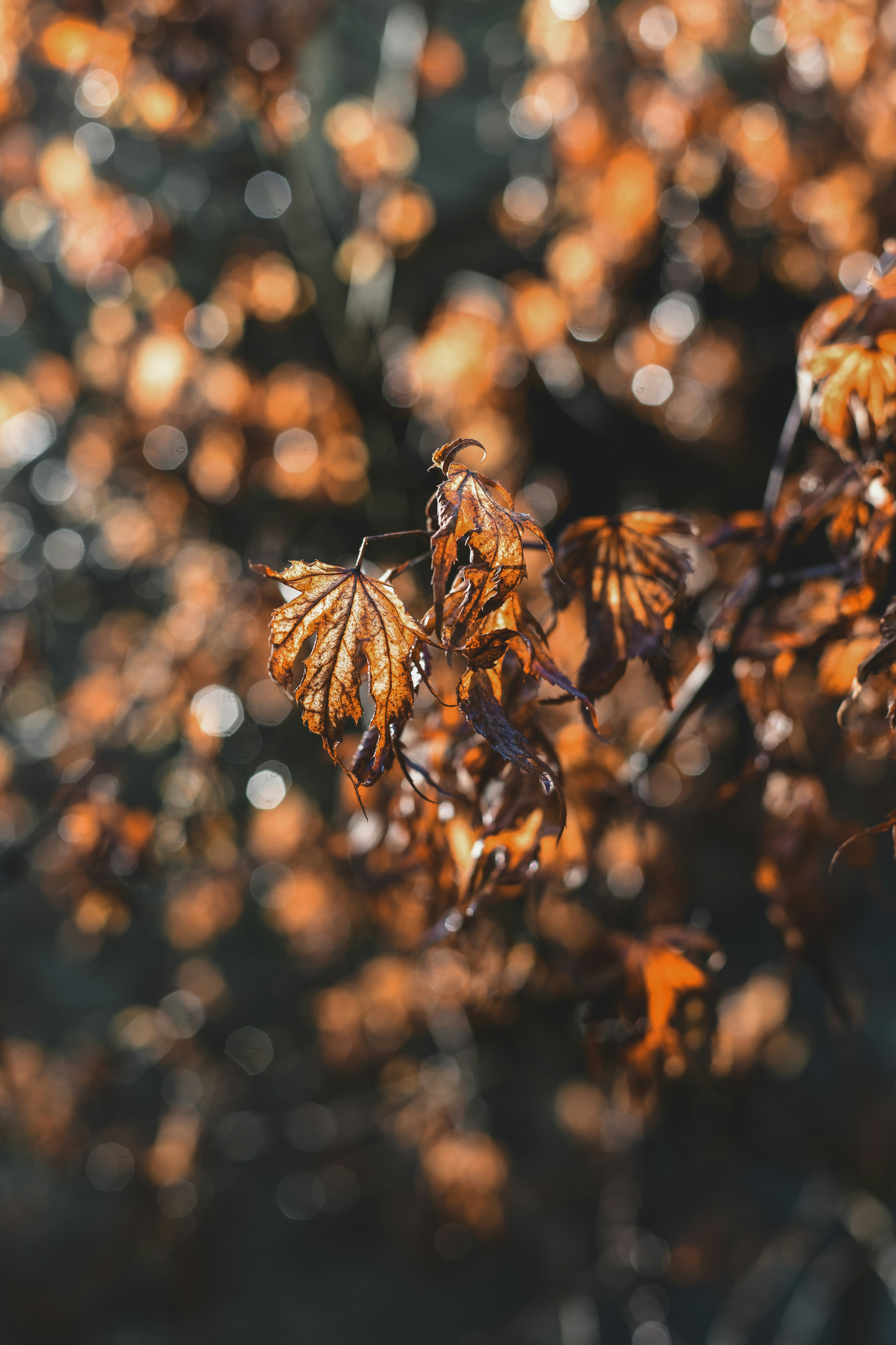 Sunlit Maple Edge: Autumn Amber in Focus