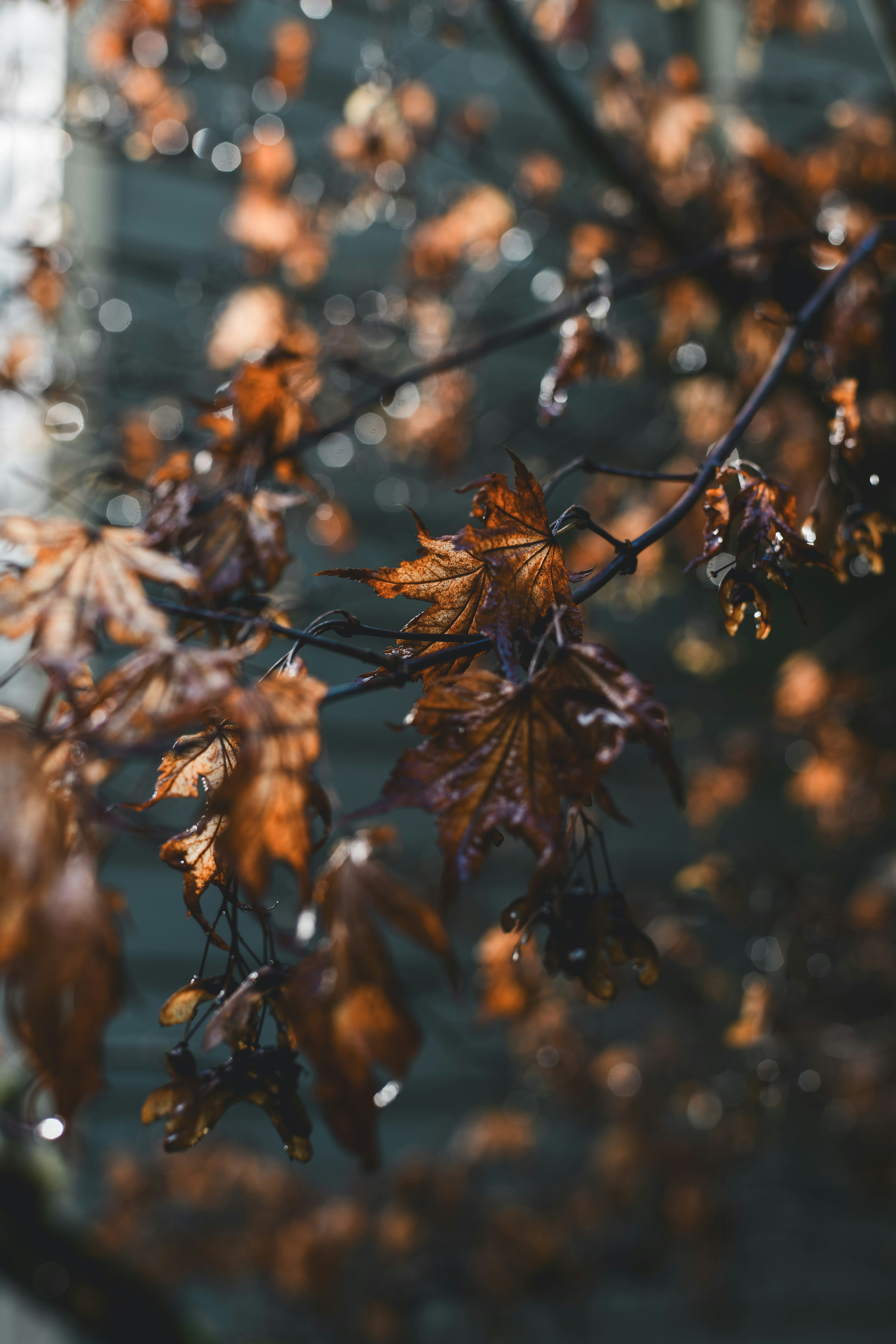 Autumn Leaves in Soft Focus: A Quiet Portrait of Color and Light