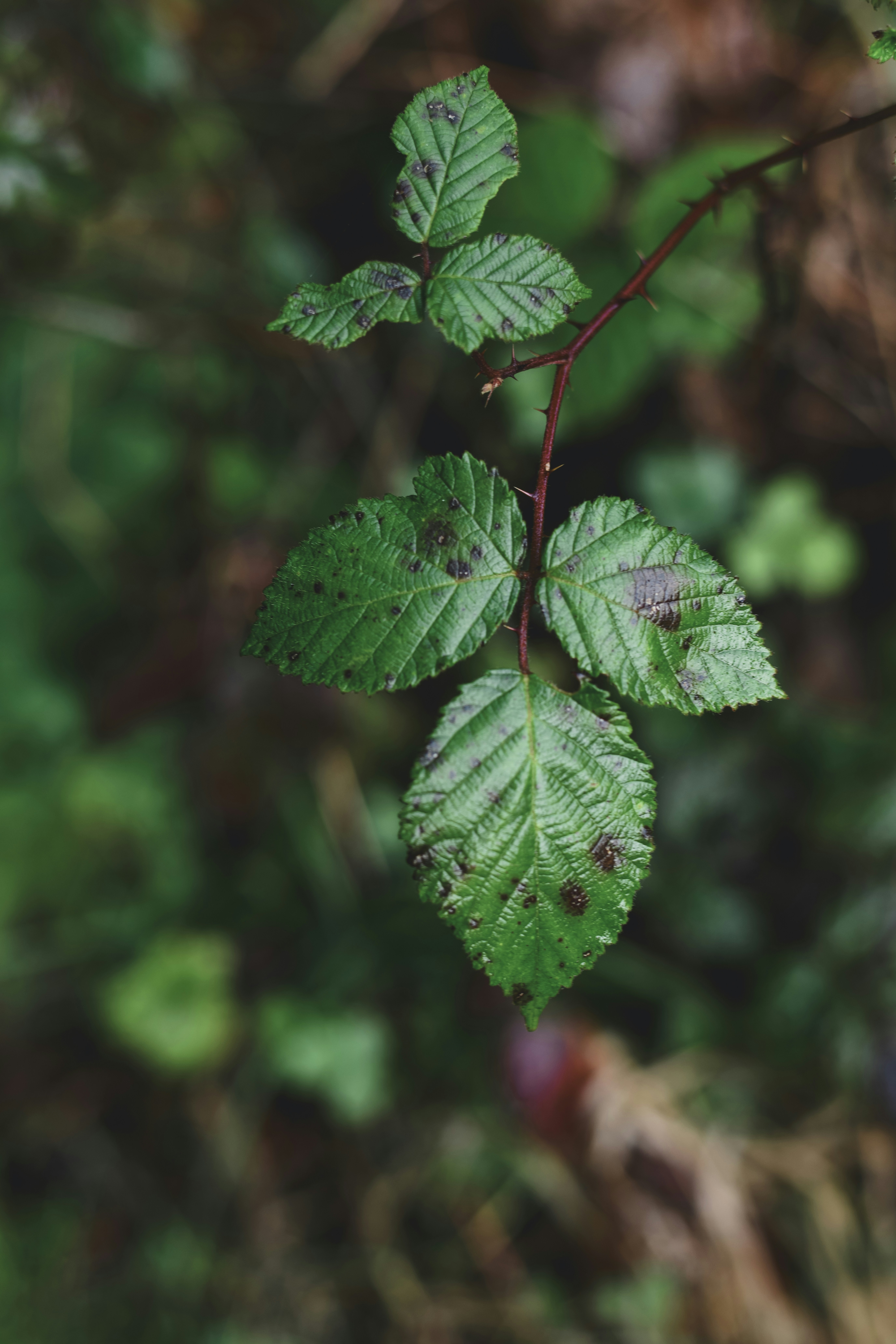 Emerald Vein: A Stubborn Vine’s Leafy Portrait