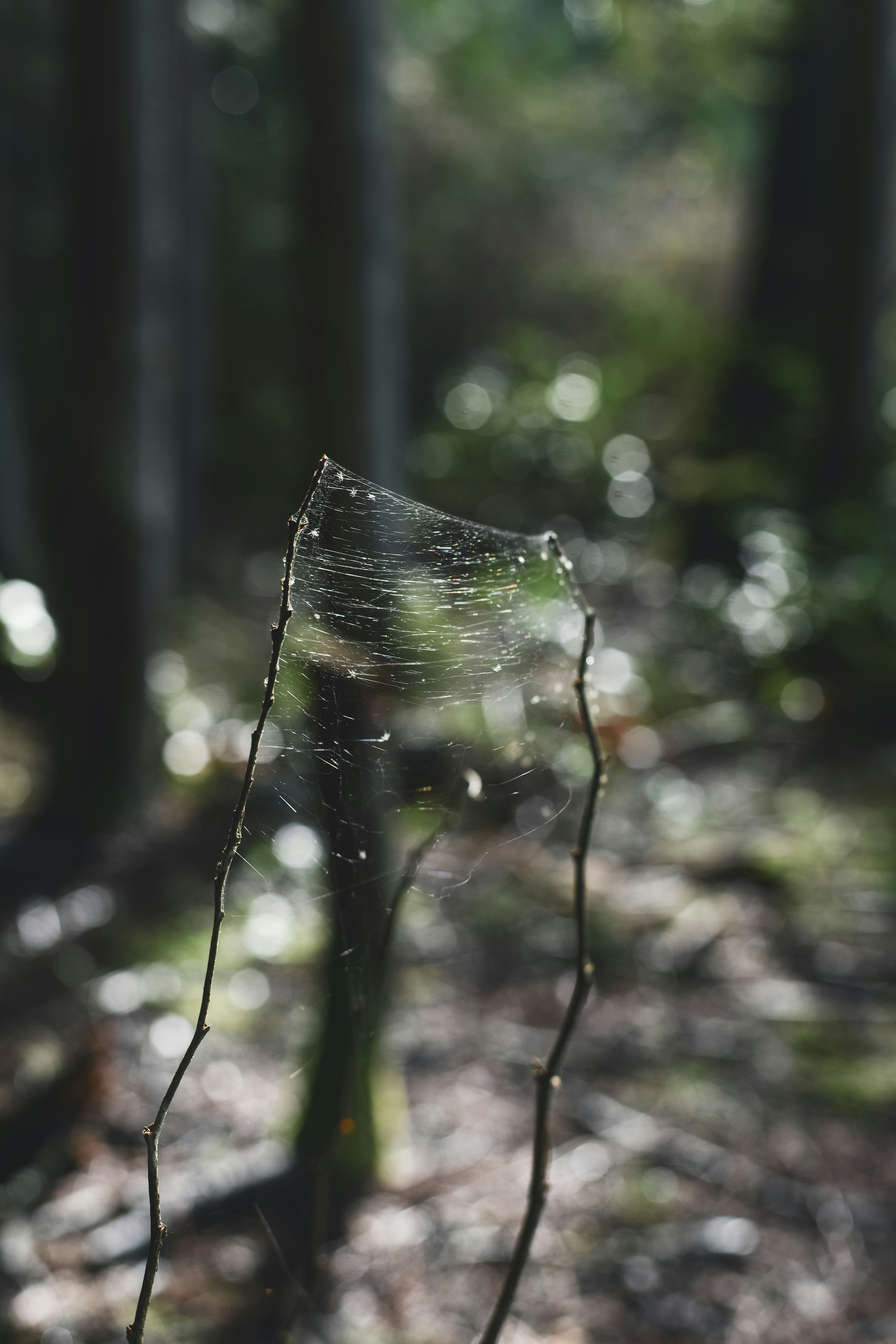 Silken Curtain in the Shadowed Woods