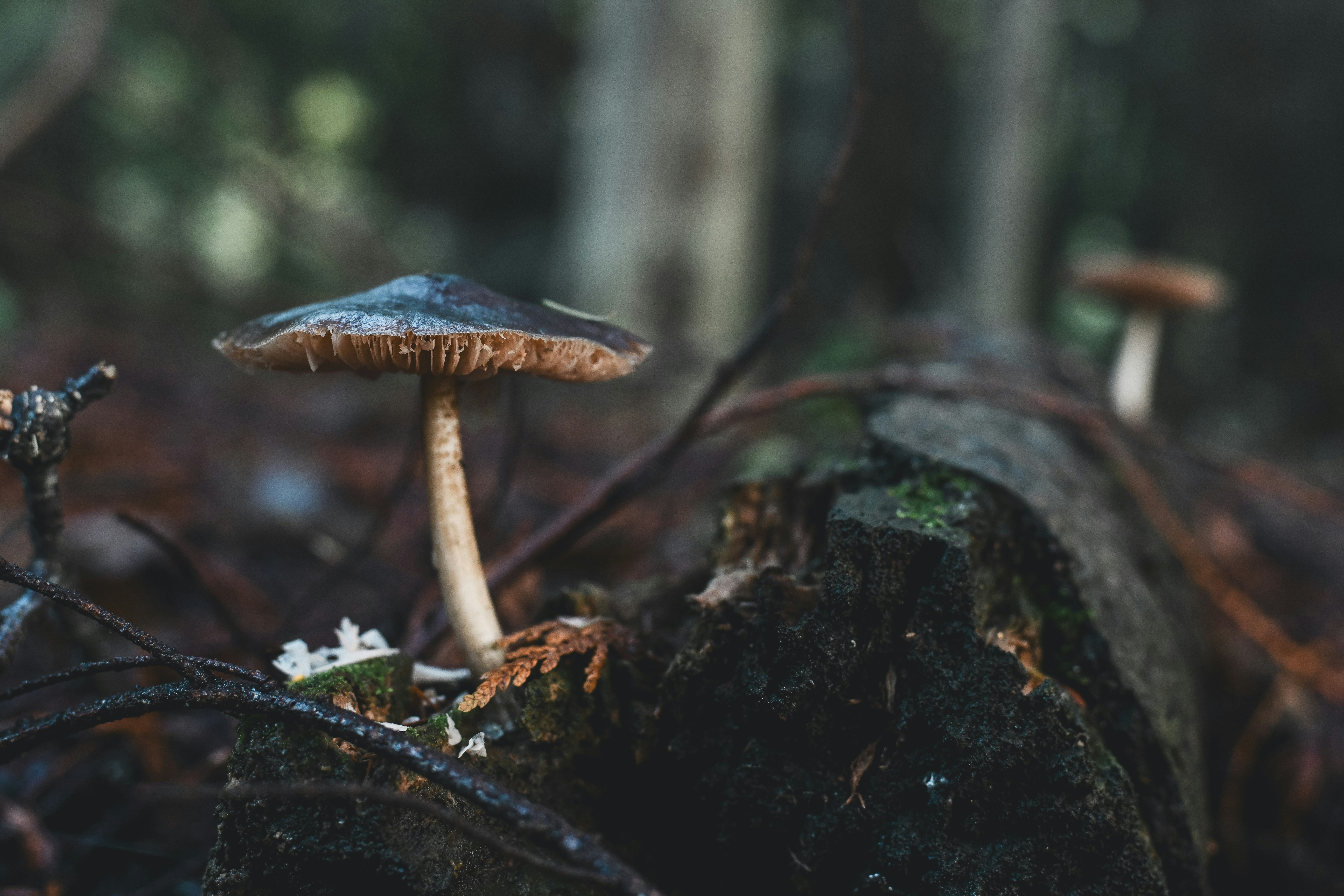 Mushroom Sentinel Among Mossy Roots