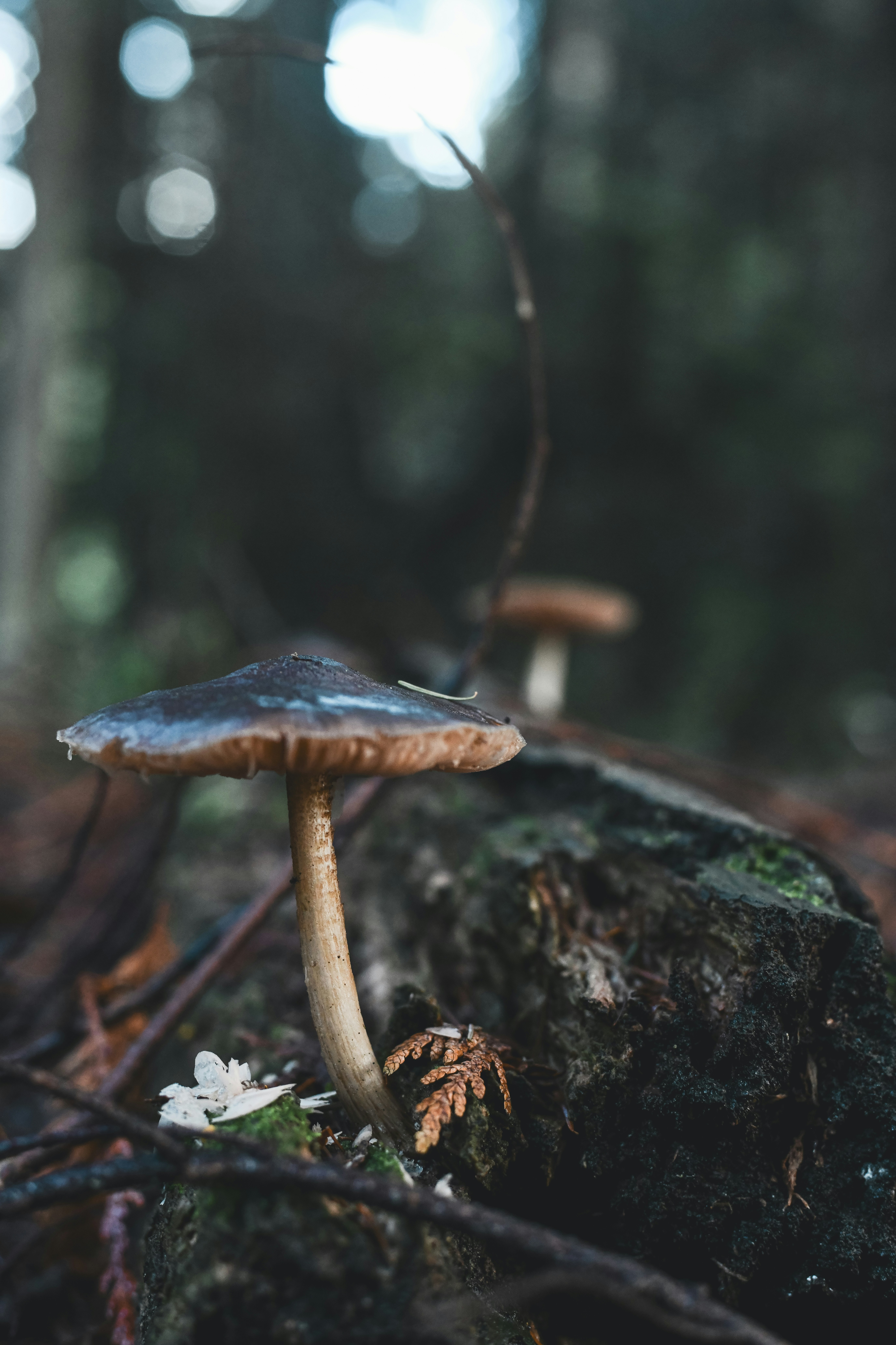 Mushroom Sentinel: A Quiet Forest Portrait