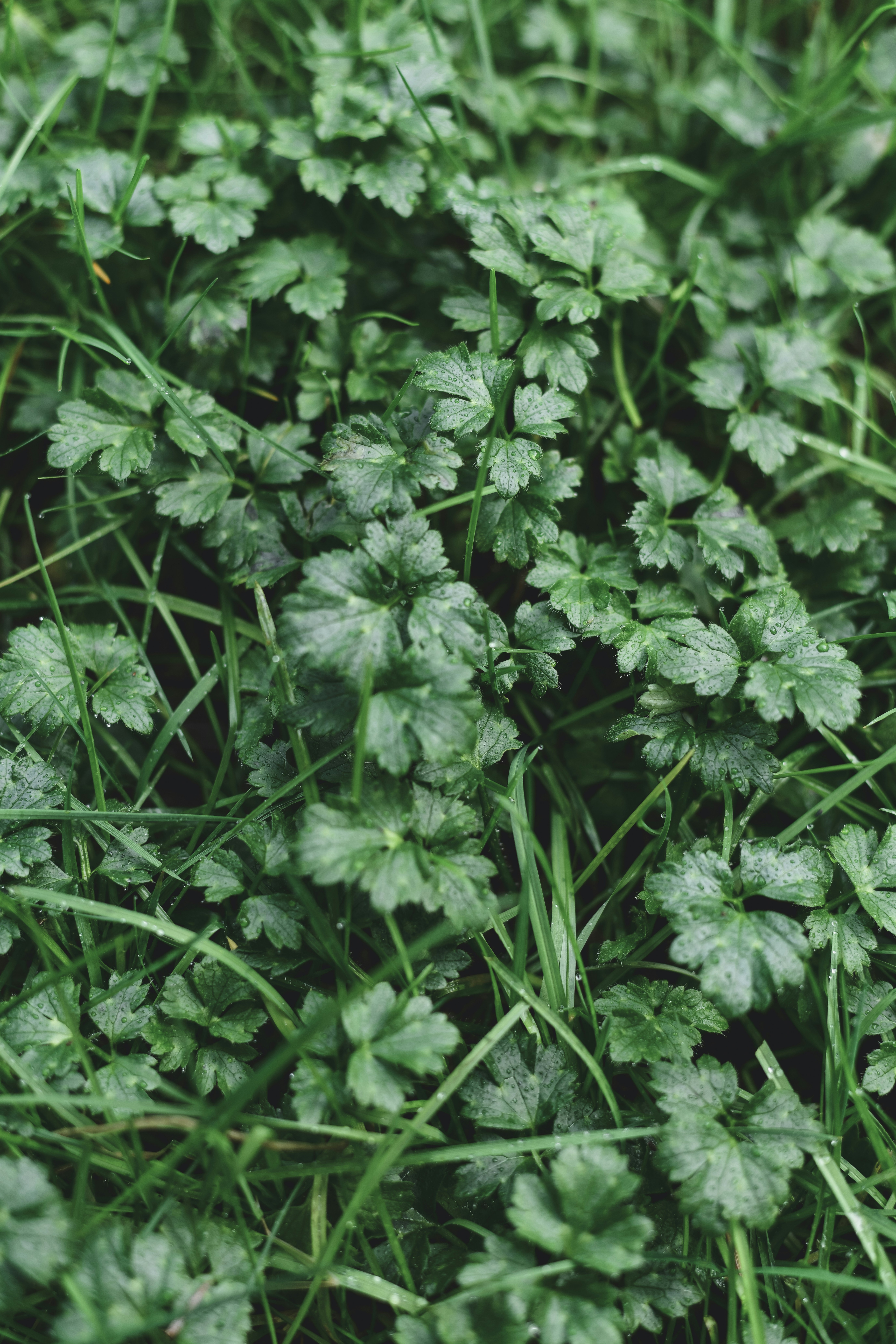 Whispers of Green: Dew-kissed Leaves in a Velvet Understory