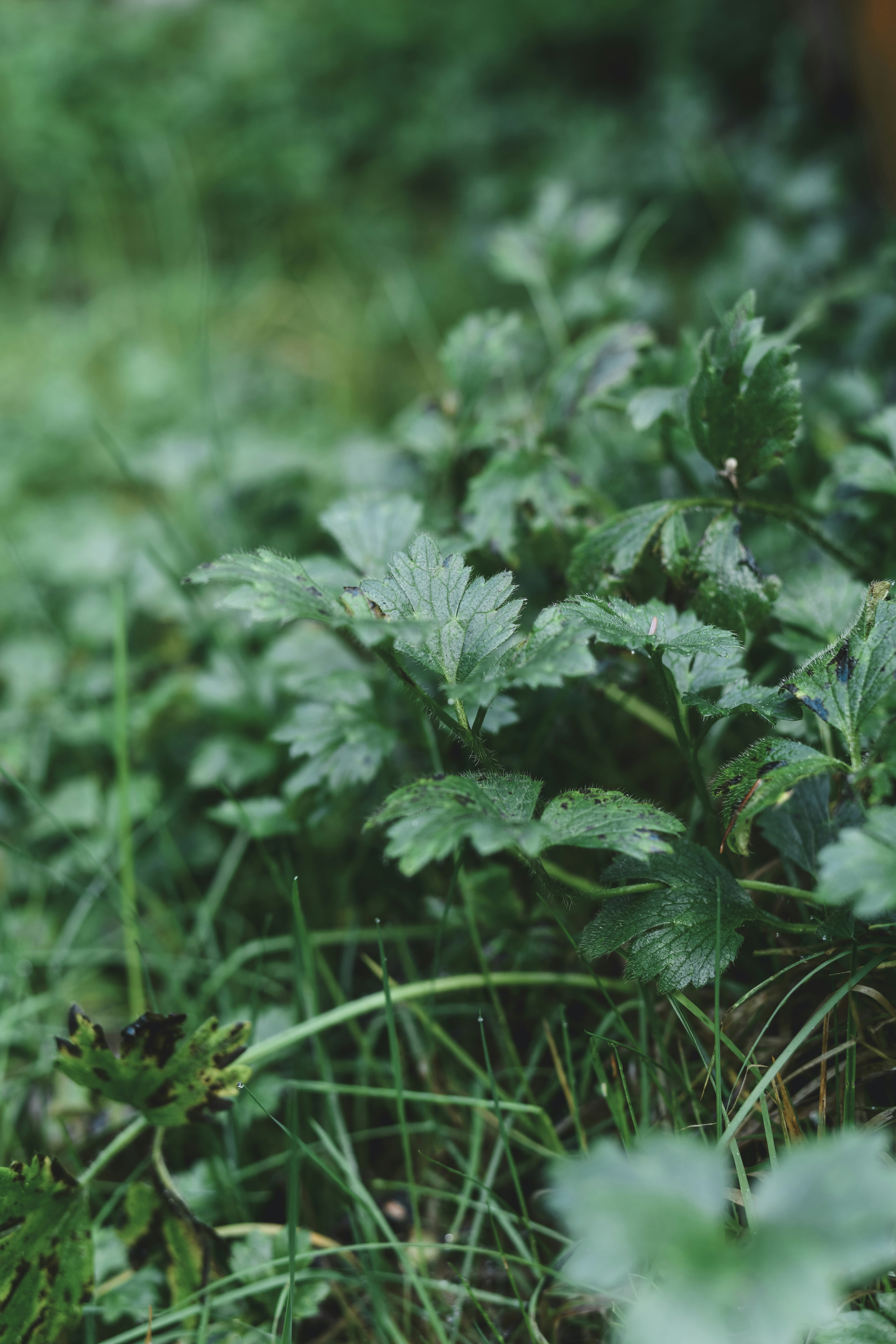 Close-up of dewy green leaves in soft forest light