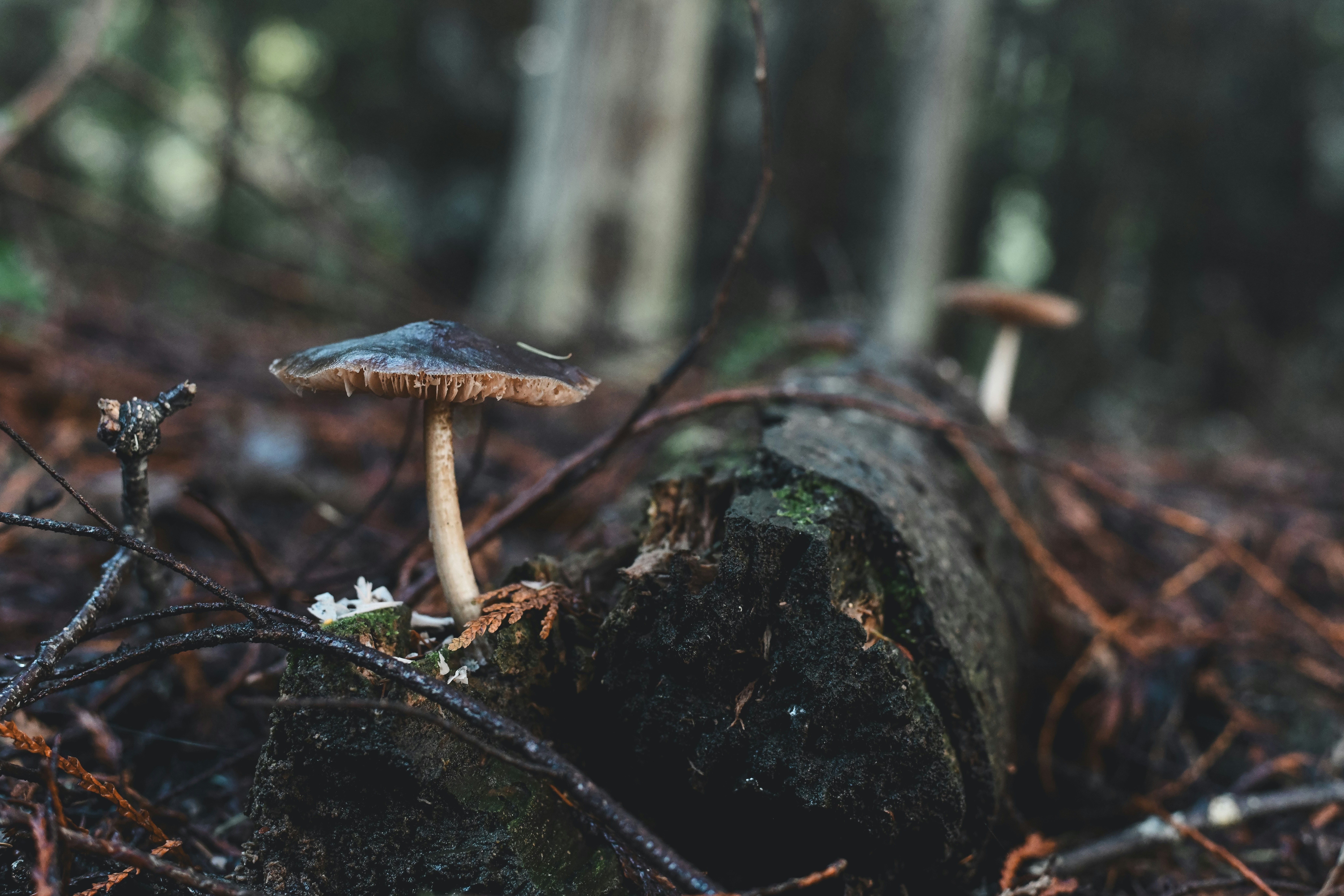 Forest Floor Bloom: A Trio of Mushrooms Rising from Decay