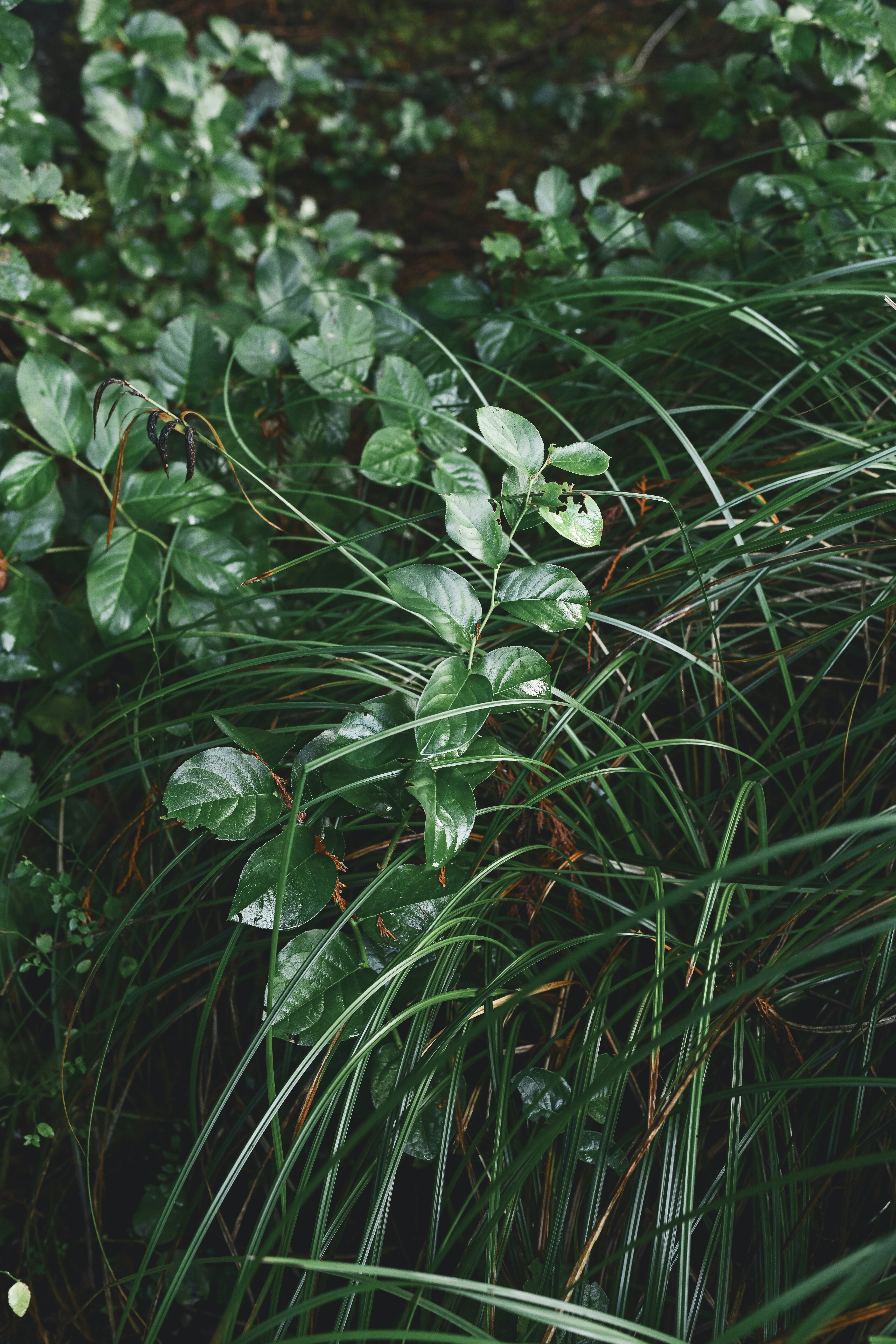 Trailing Ivy and Grass Crown Over a Forest Edge