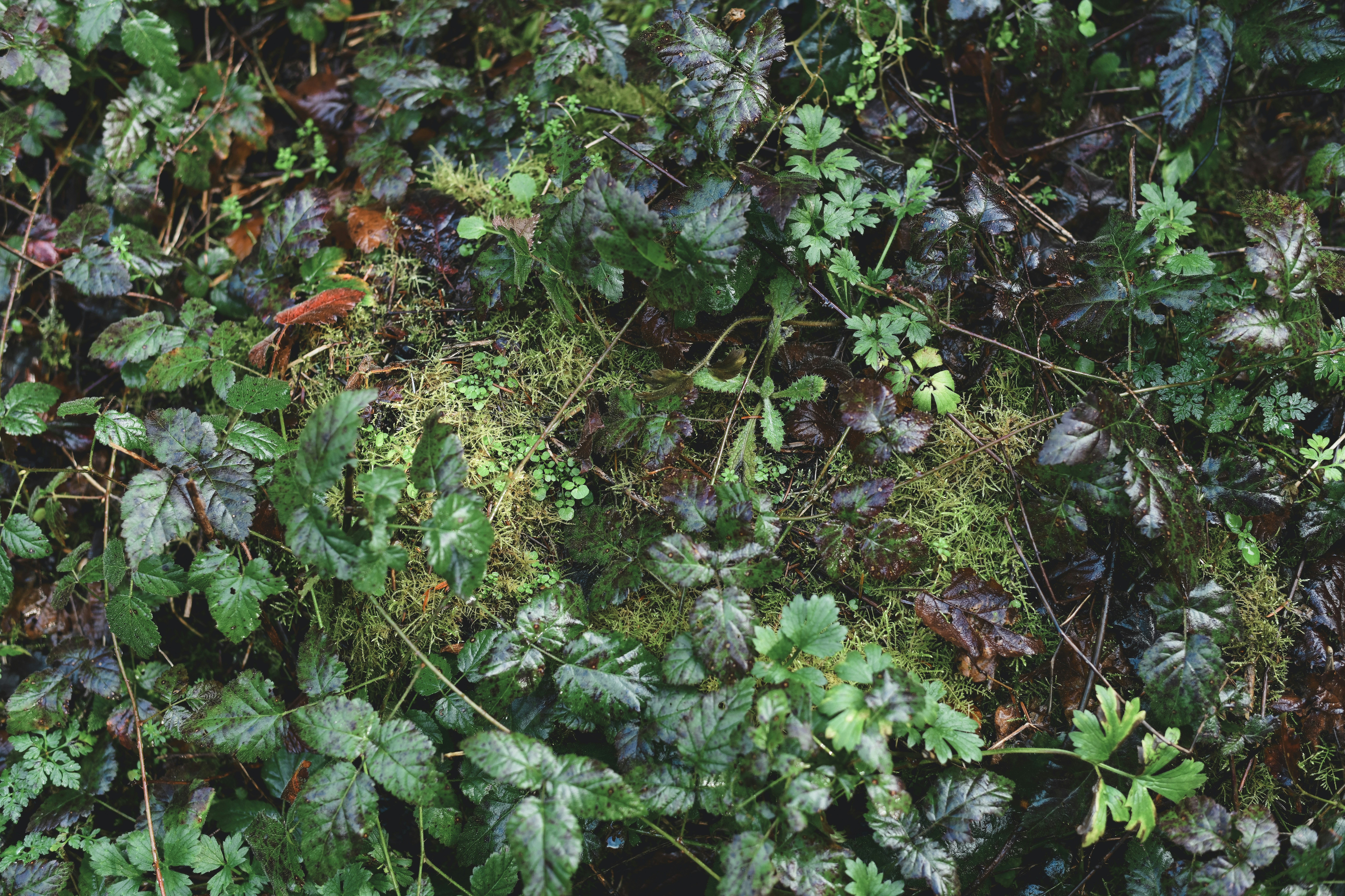 Verdant Carpet: Moss and Ivy Cloak the Forest Floor