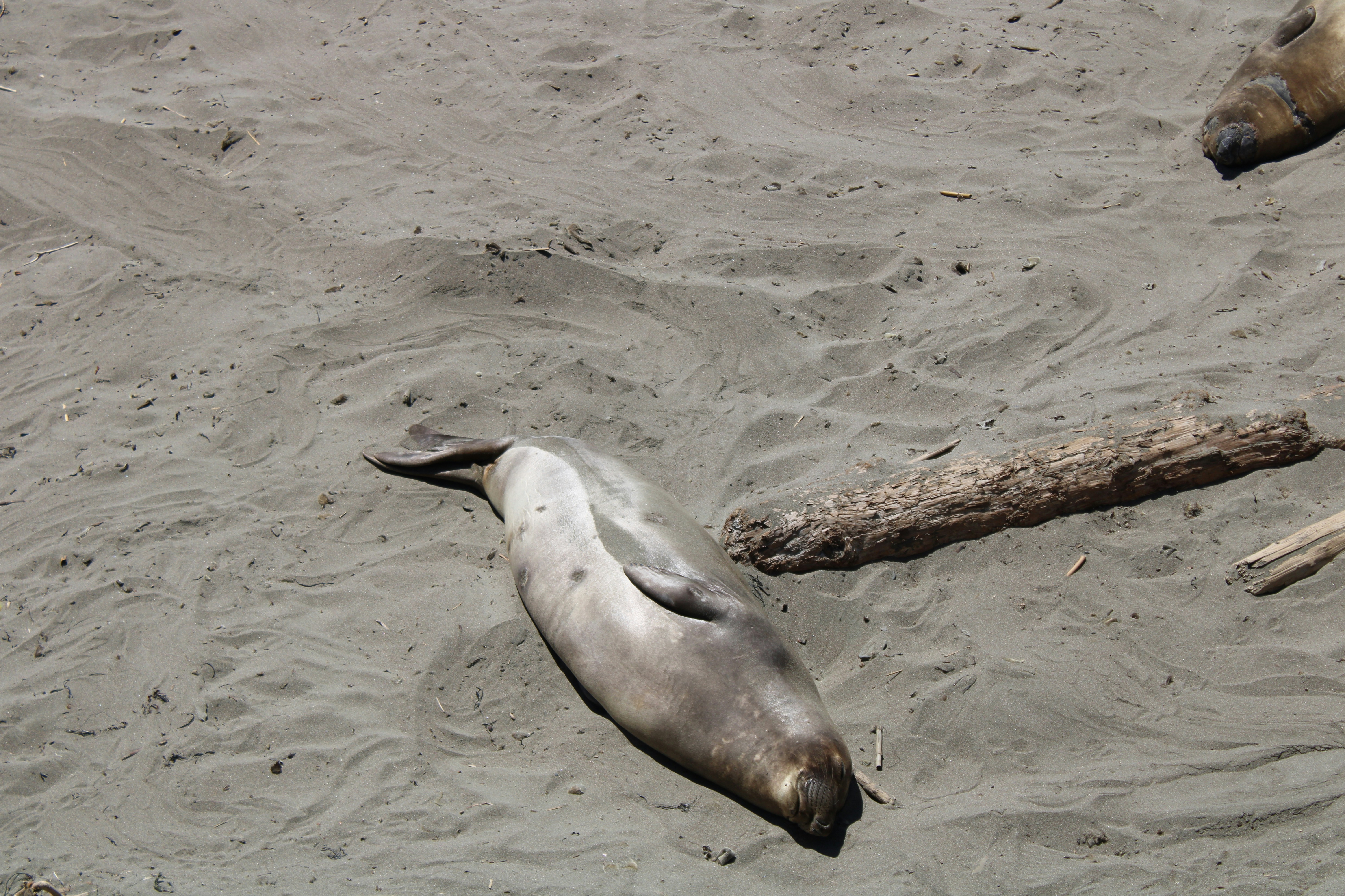 Secluded Sea-Lawn: A resting seal on sandy shoreline