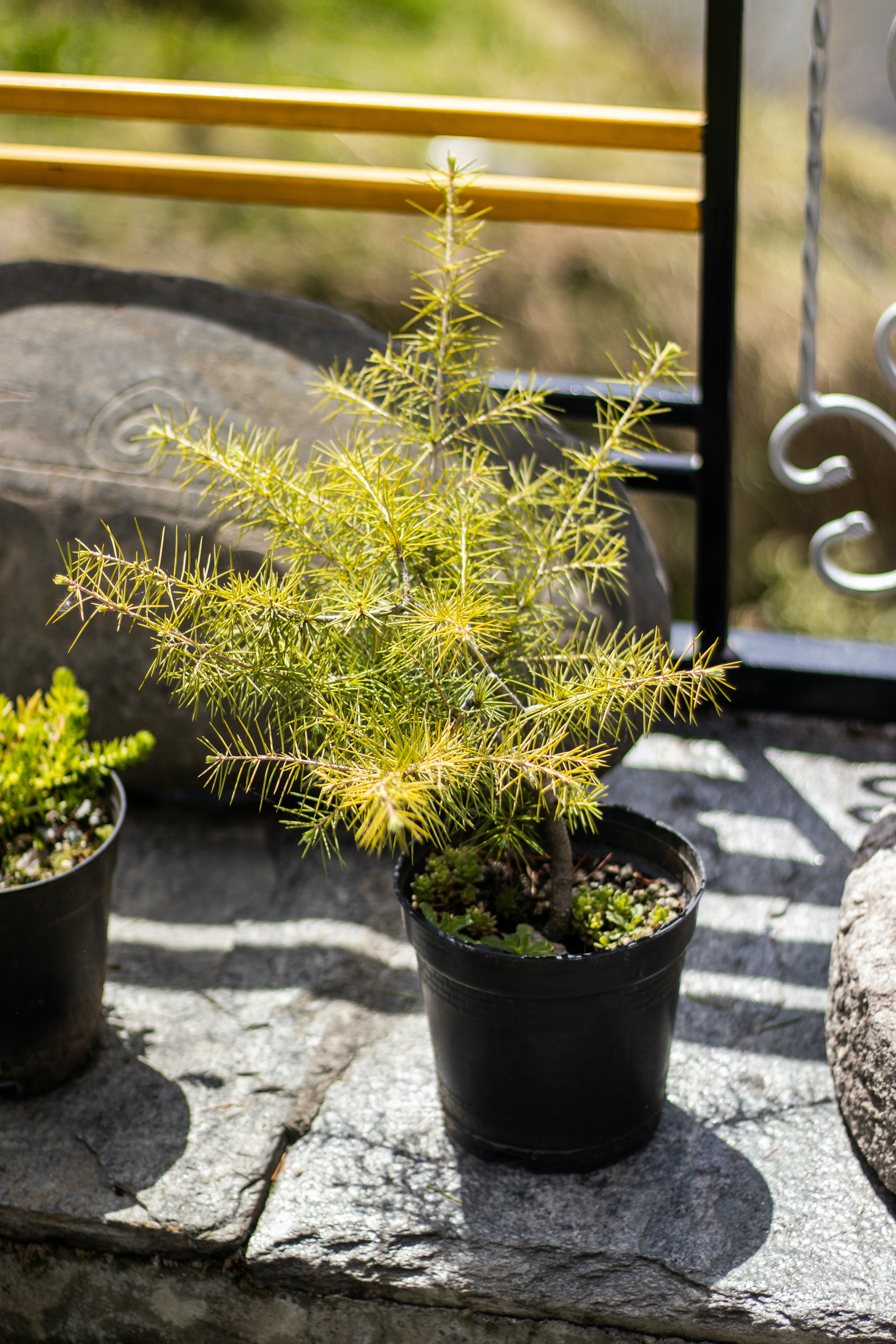 Sunny spruce in a sunlit balcony scene