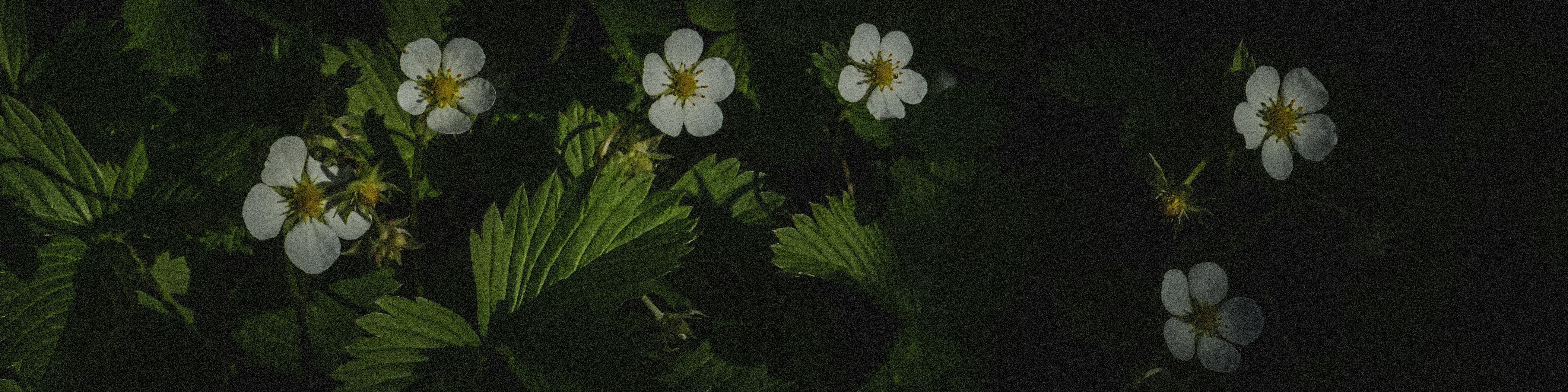 Midnight Meadow: Subtle Flowers in Low Light