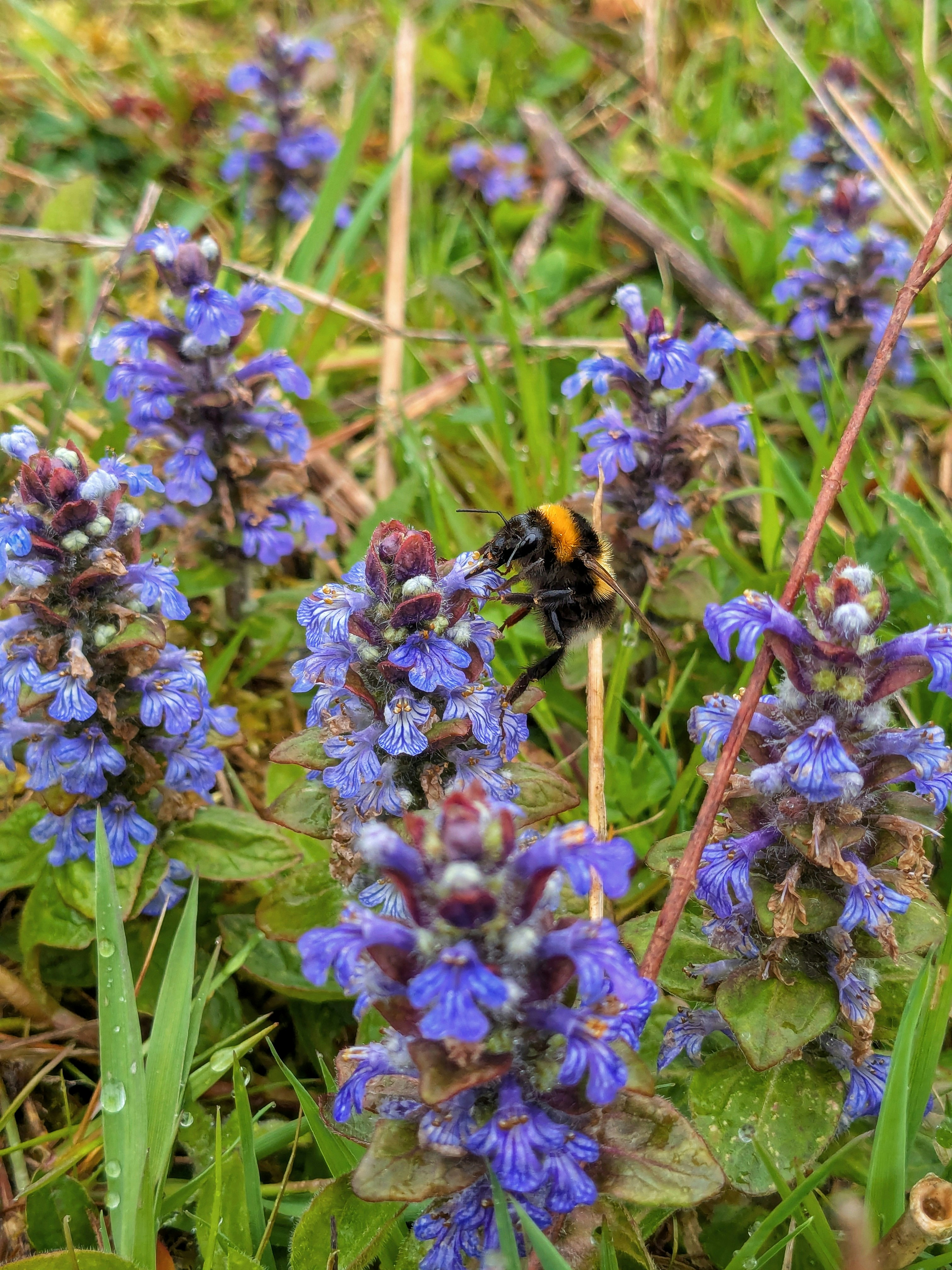 Bee on Violet Spikes: A Close Charge Among Spring Blooms