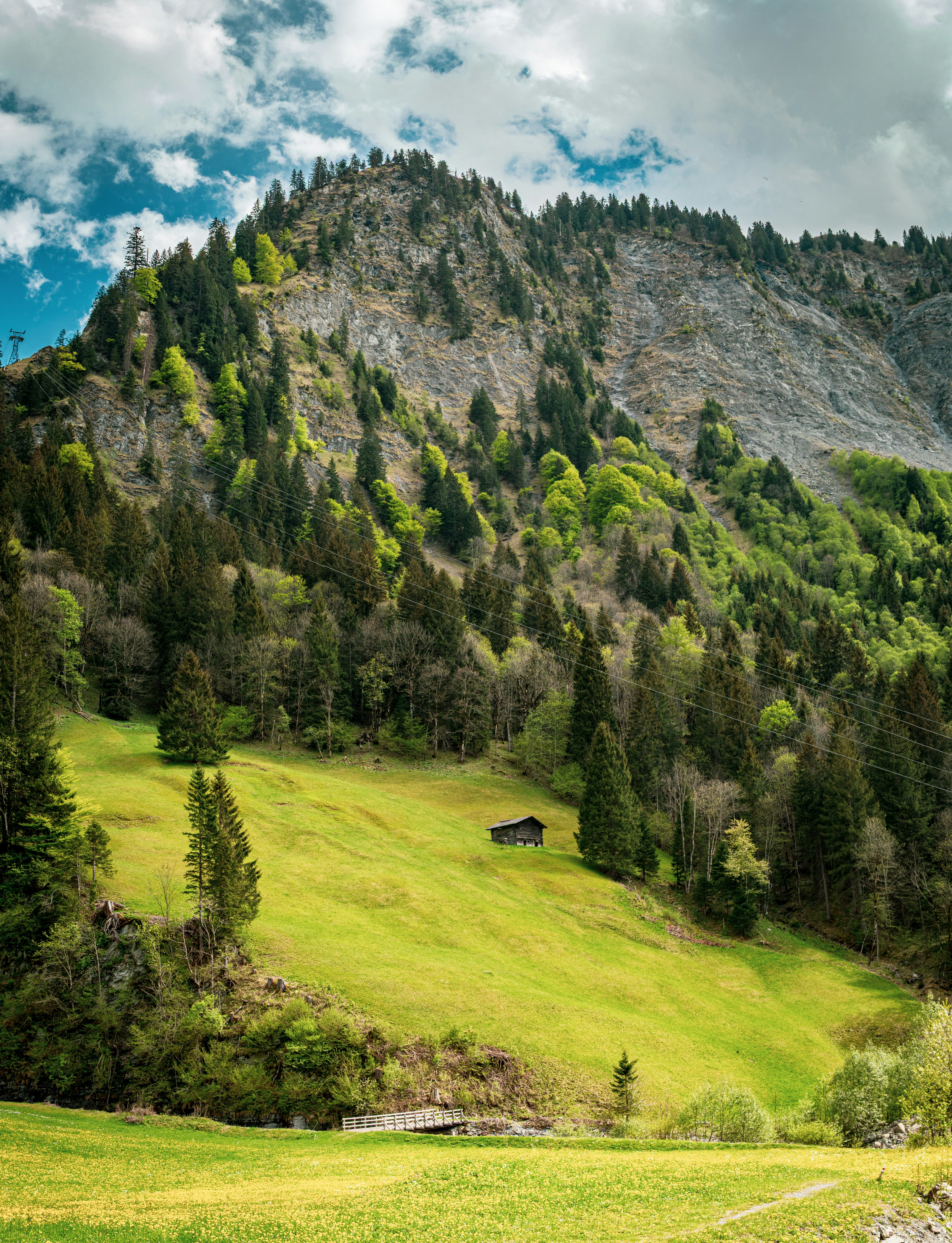 Sunny Alpine Meadow beneath a Conifer Crowned Ridge