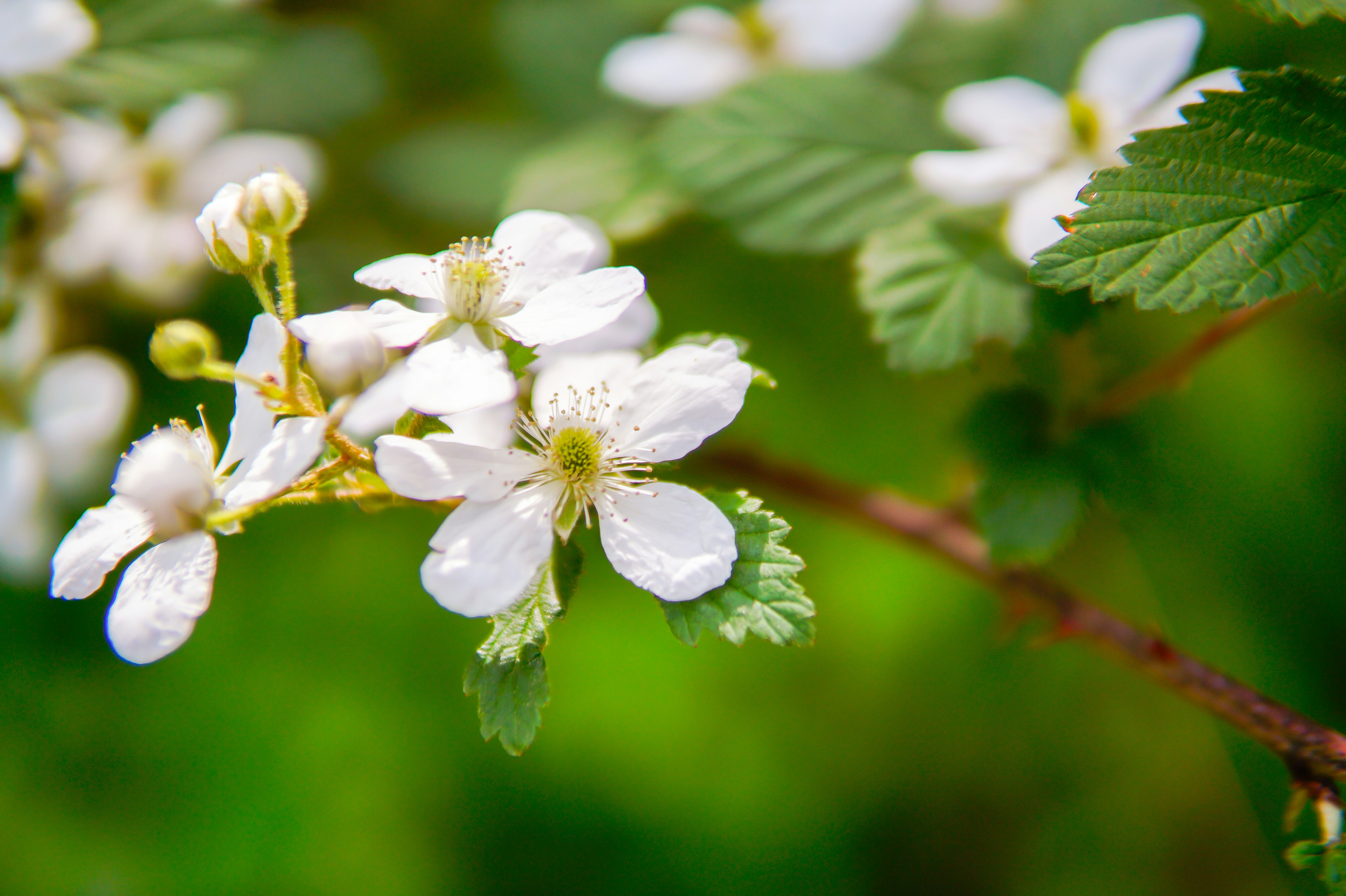 Blossoms in Focus: White Petals Against a Lush Green Curtain