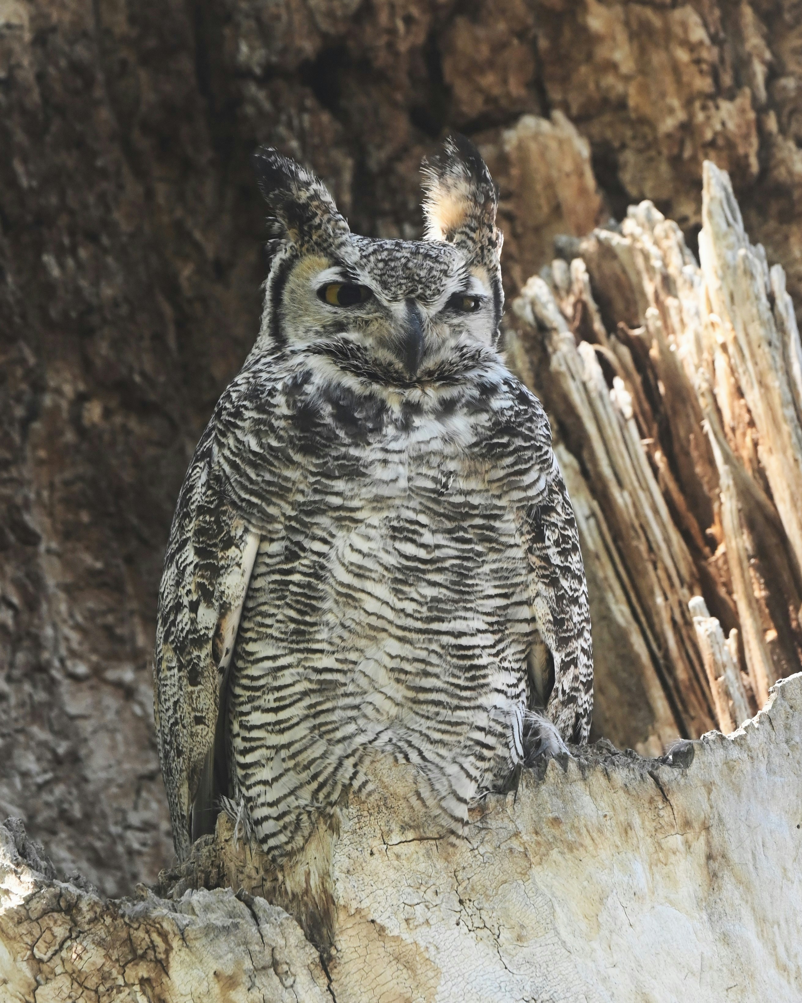 Owl Gatekeeper: A Granite Watcher in Dappled Light
