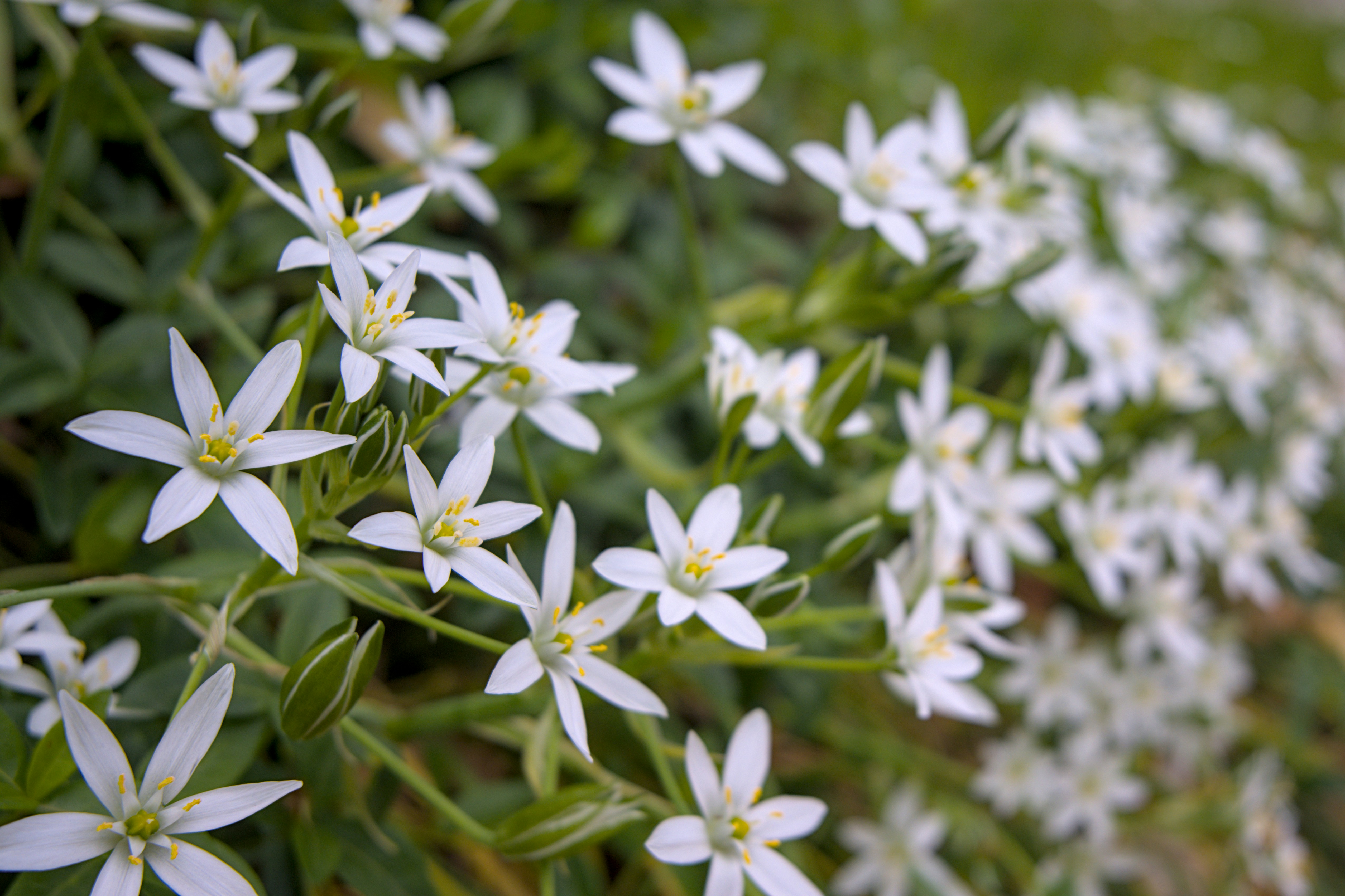 Petal Field: White Starflowers Stretching into a Velvet Green