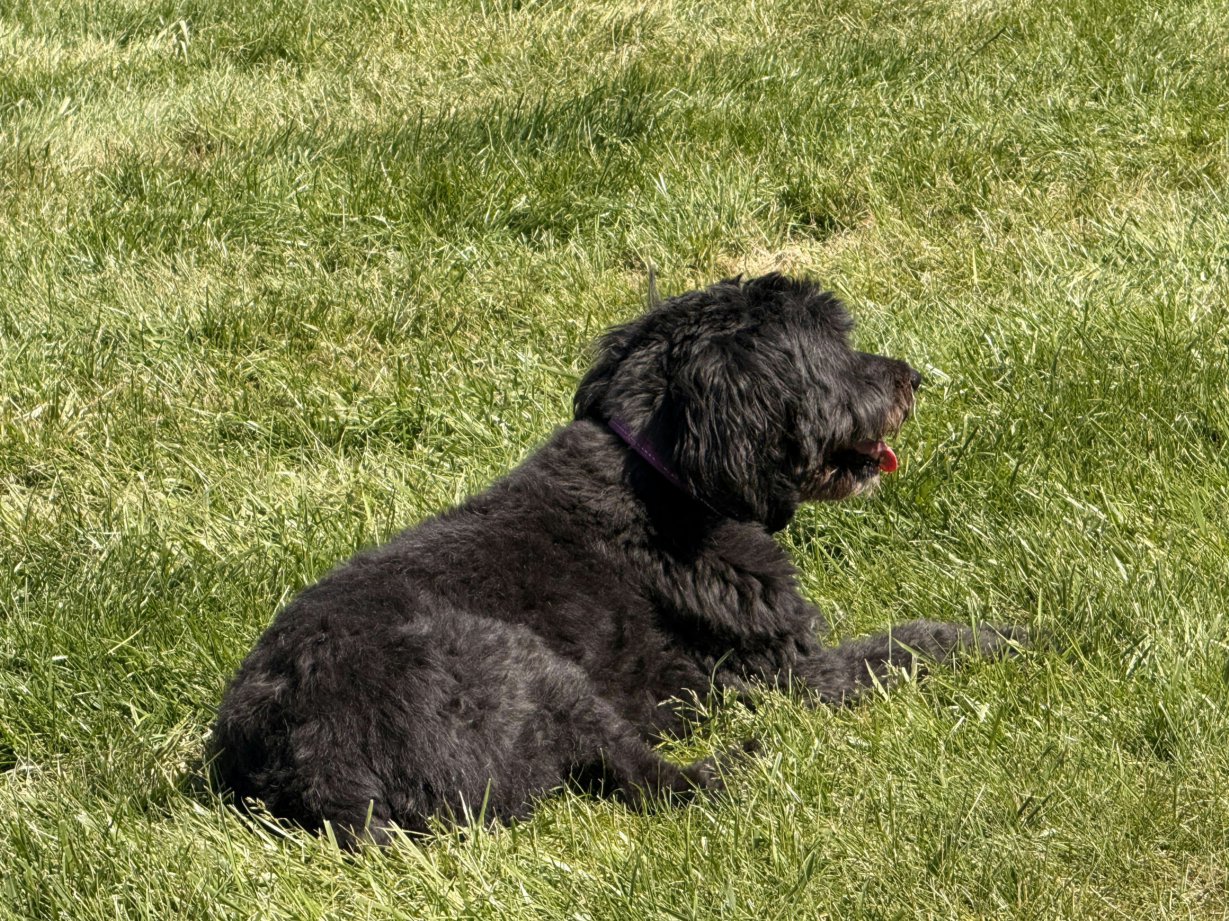 Low grass, relaxed stance: a dark-coated dog lounging in sunlight