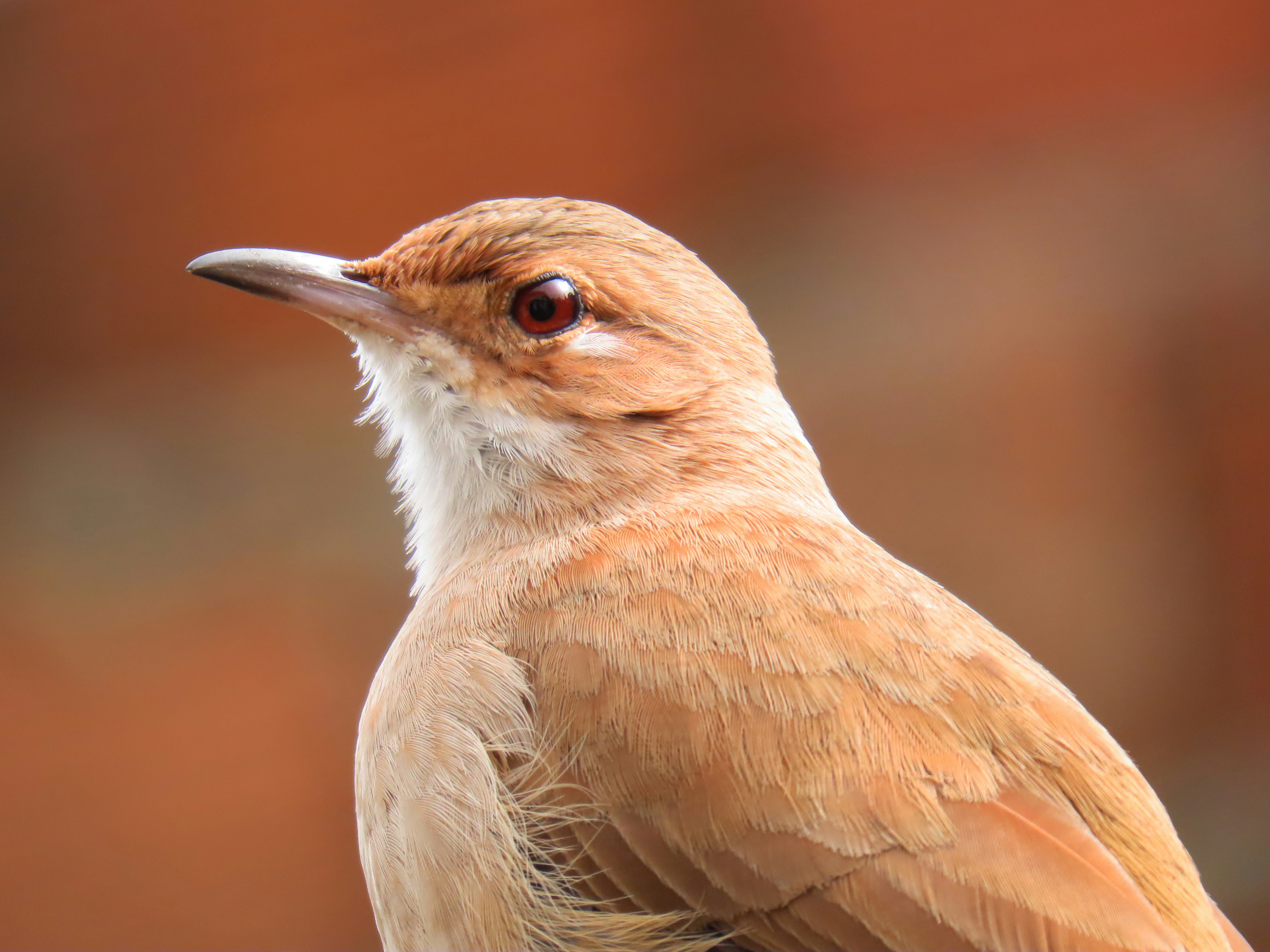 Coppery Whistler: a close-up of a small brown bird with a curved beak