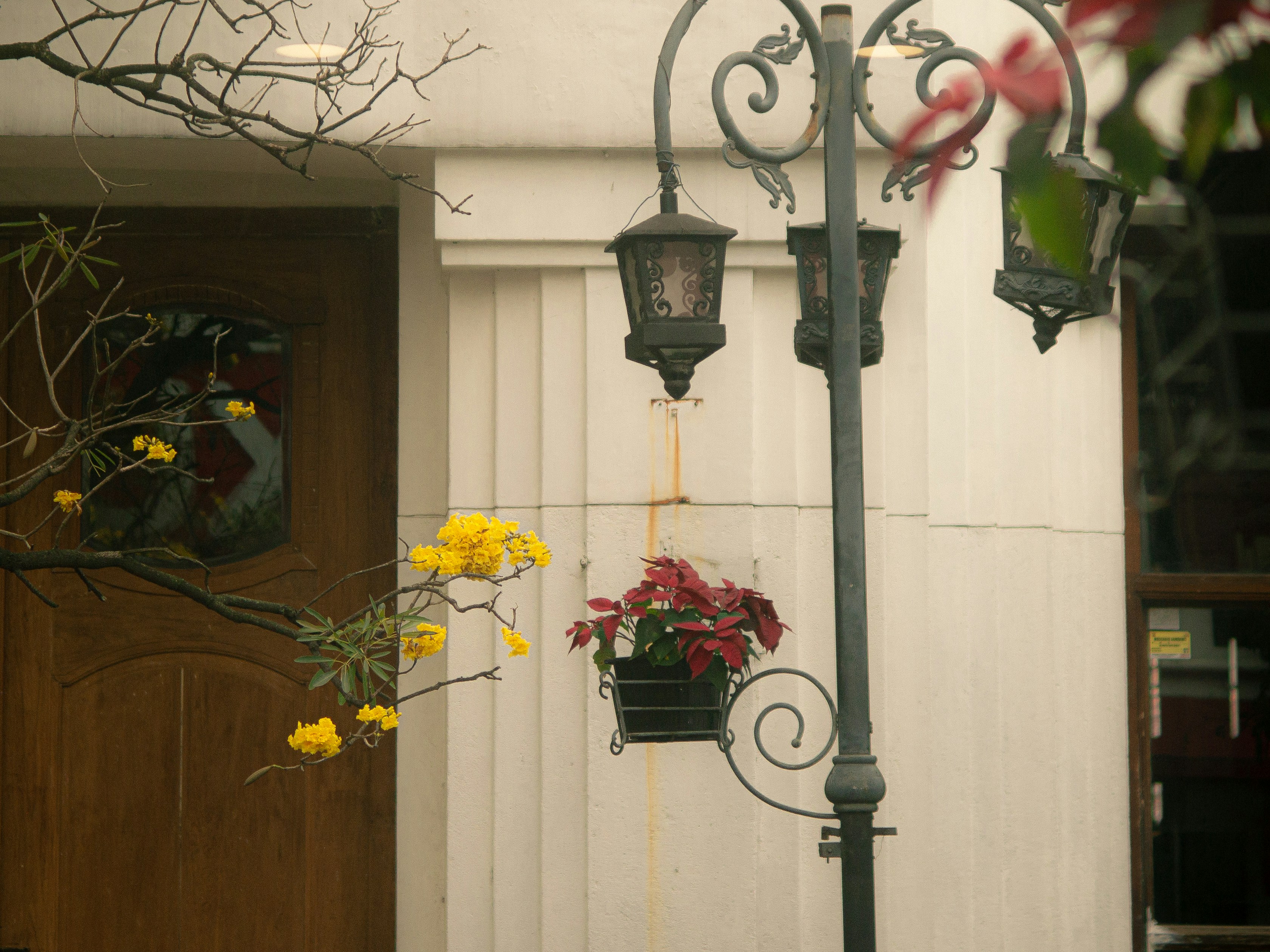 Yellow blooms and lanterns on a quiet street facade