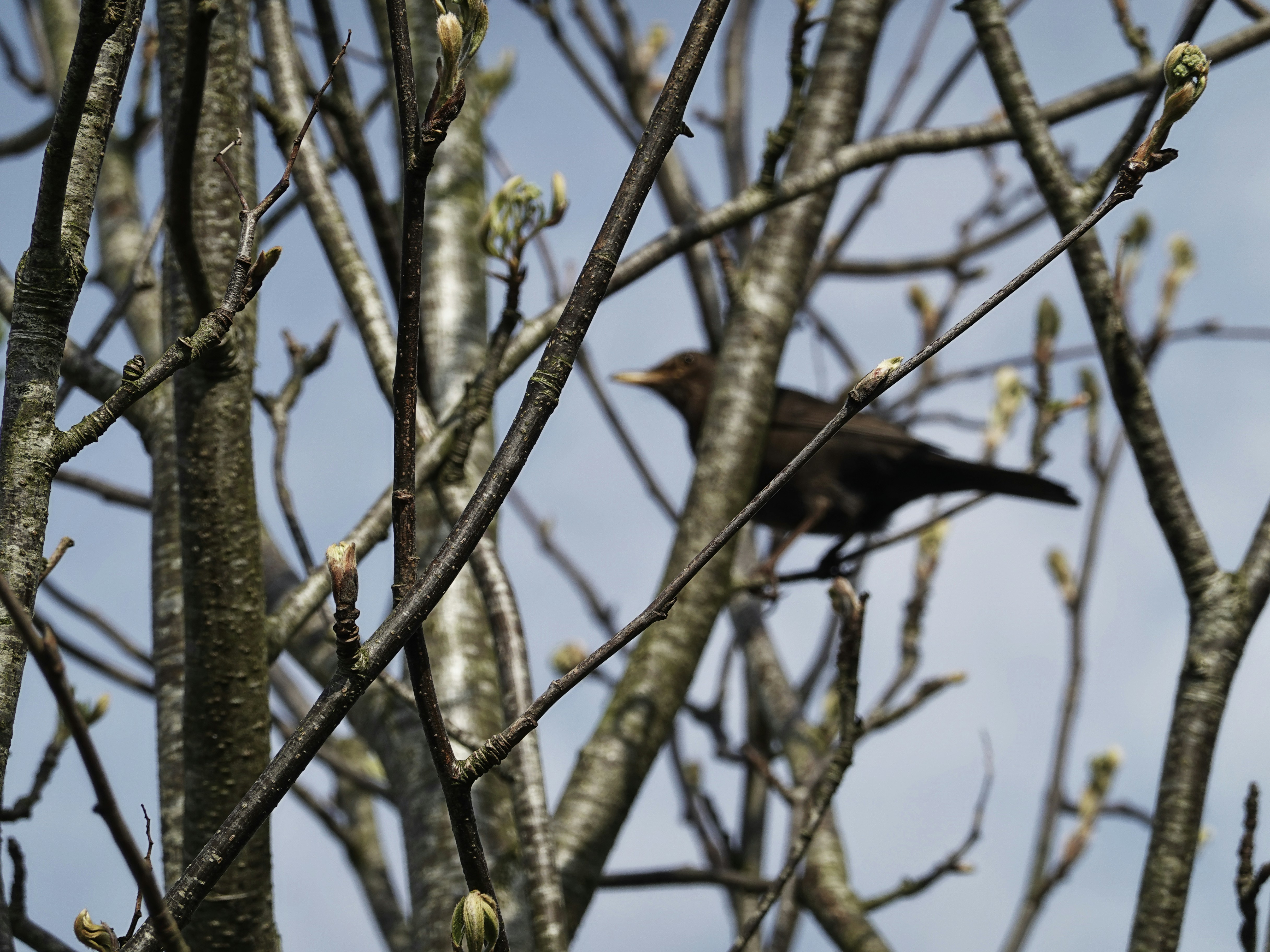 Hidden Songbird in a Web of Branches