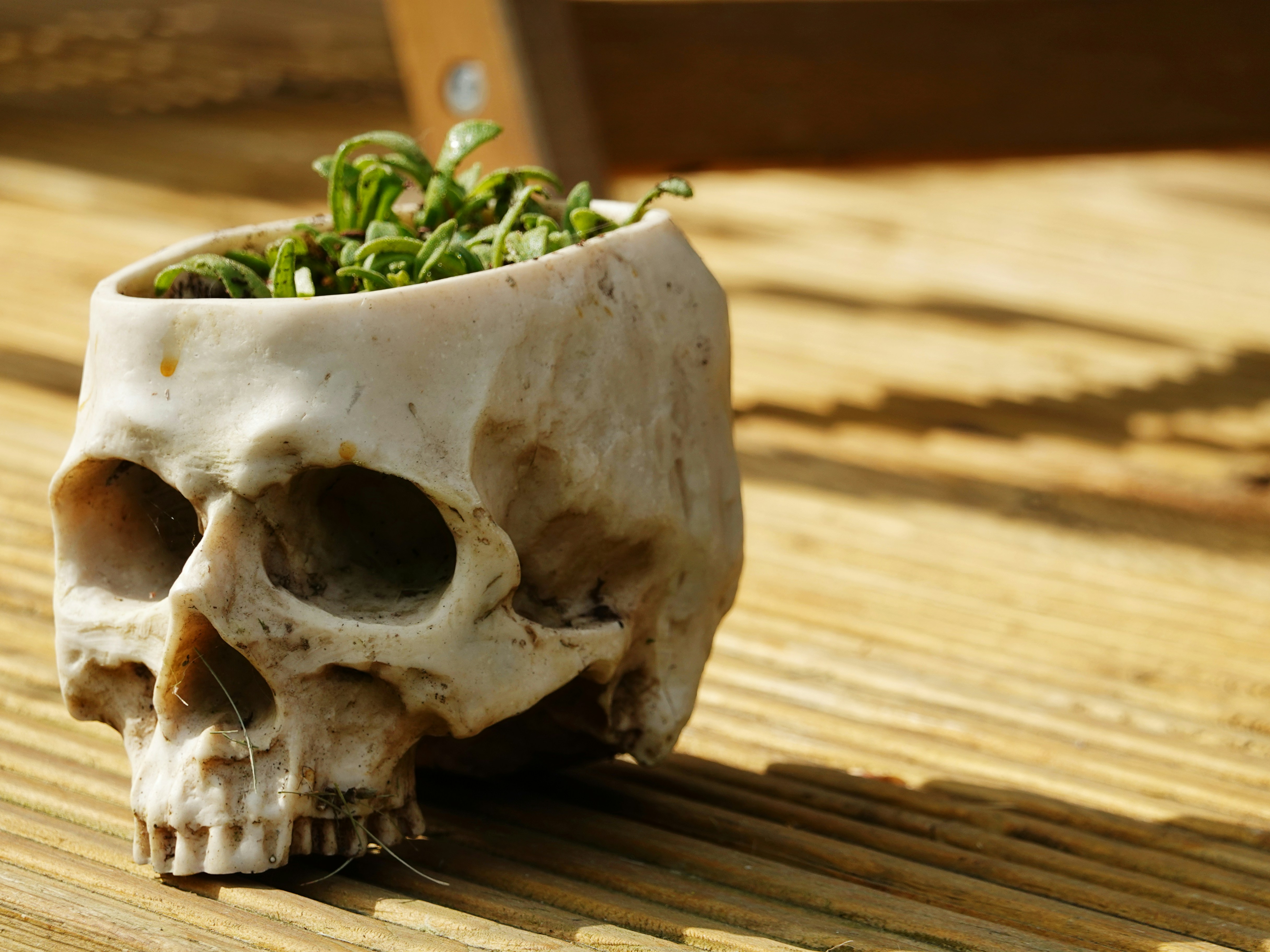 Sunlit Skull Planter: Tiny Greenery in a Desert of Wood
