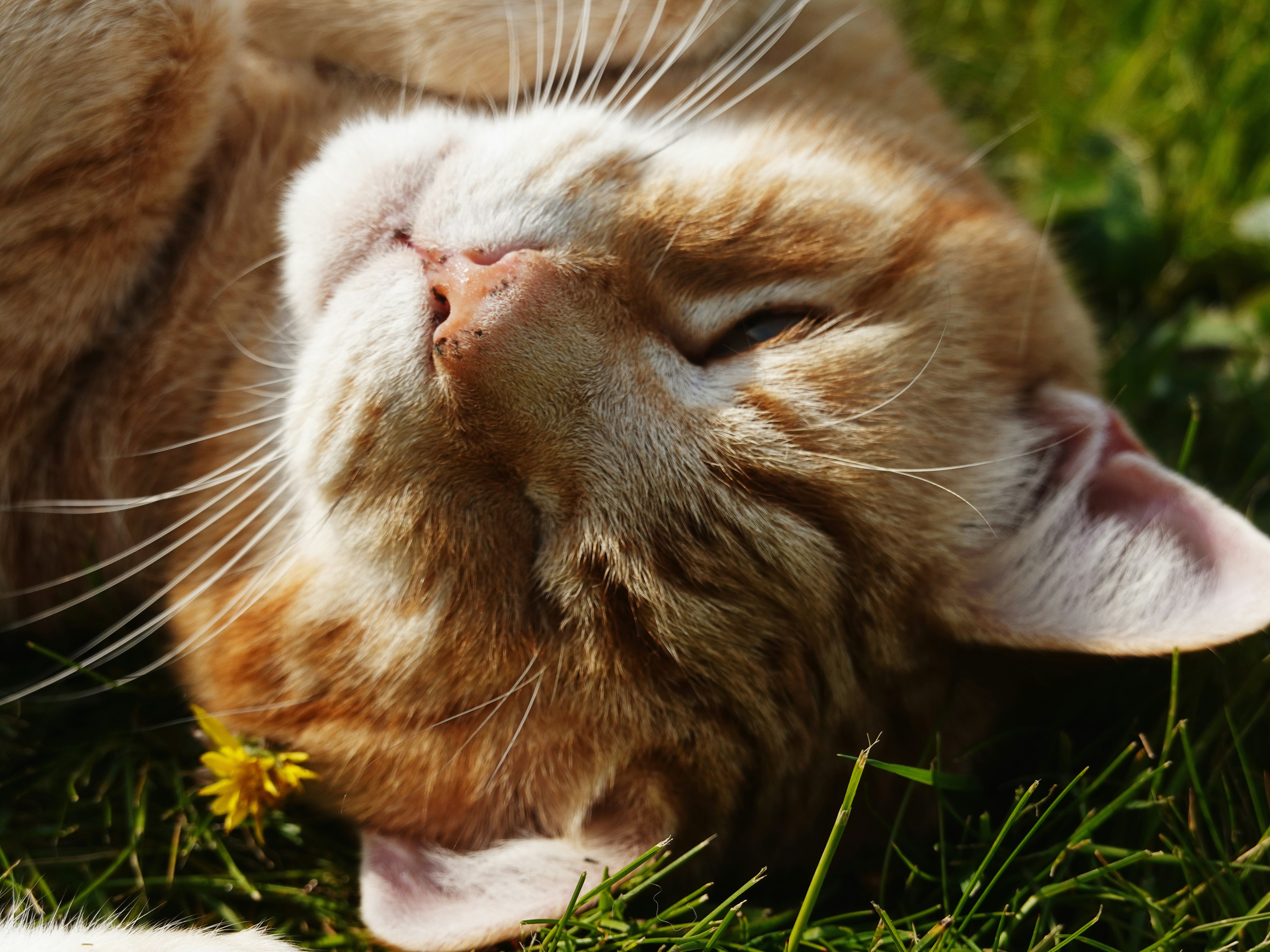 Contented Angora in Sunlit Grass