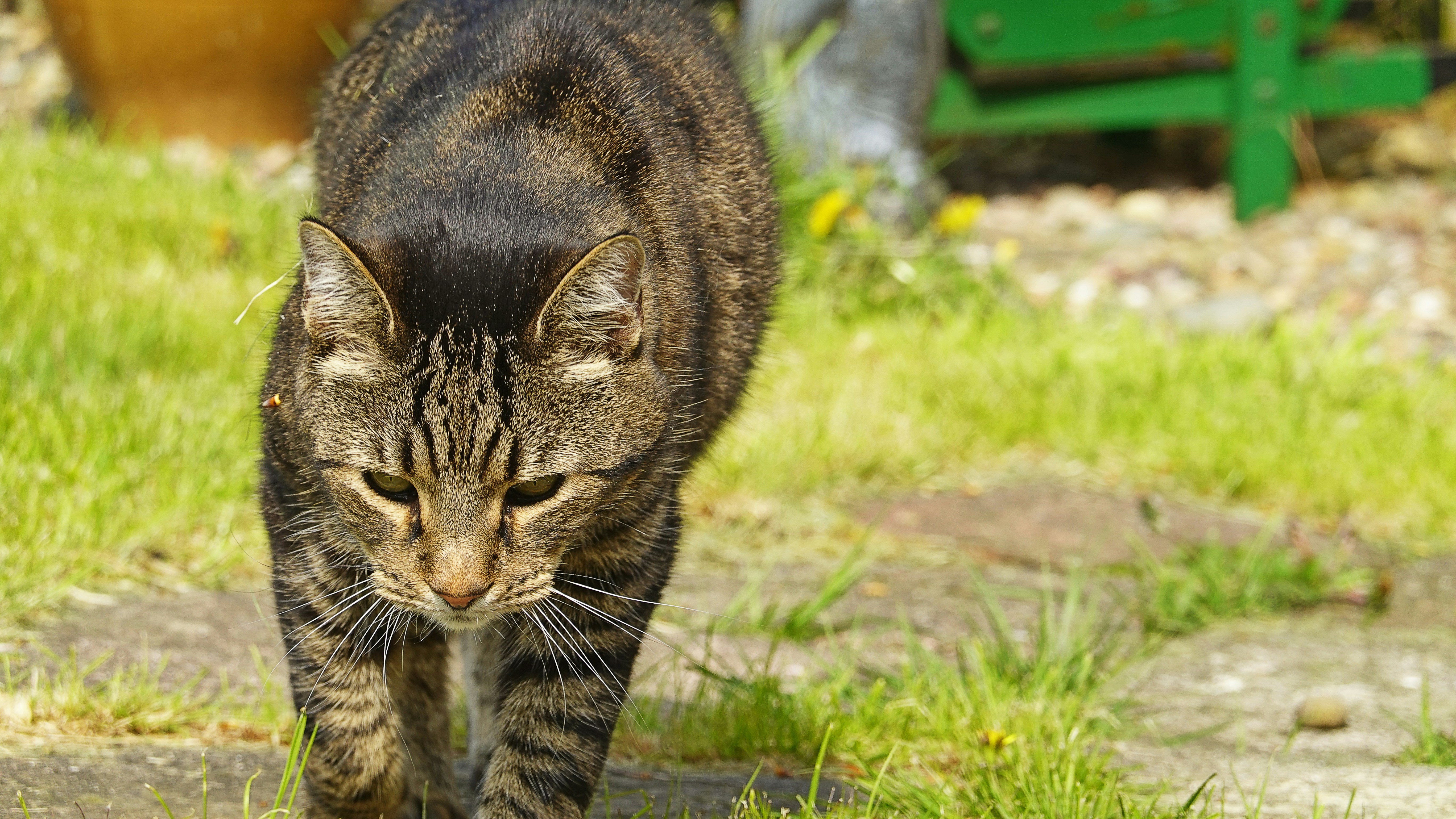 Low-Glare Stalker: A Tabby Steps Through Morning Grass