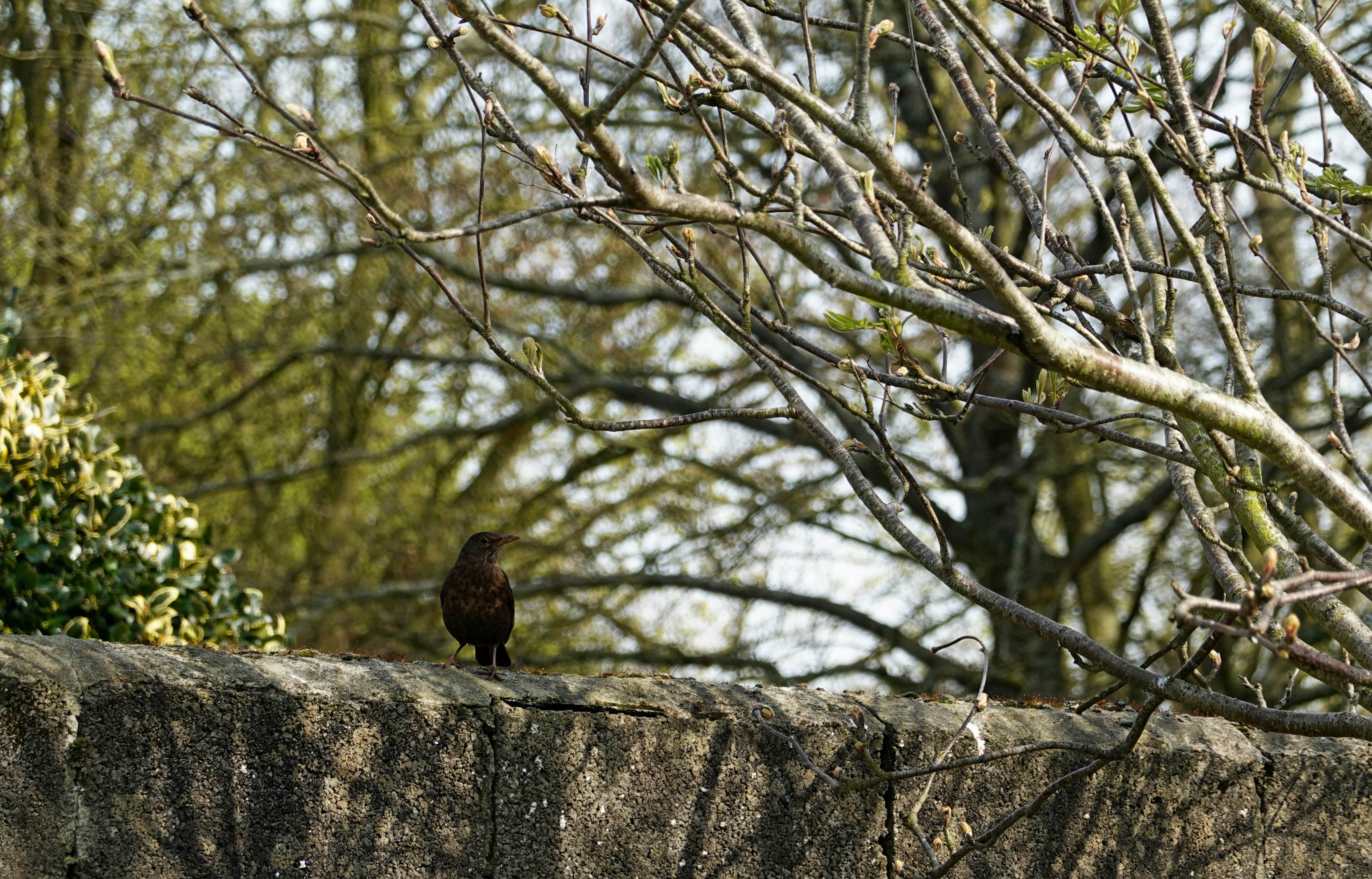 A lone brown bird perches on a sunlit stone ledge beneath a tangle of bare branches