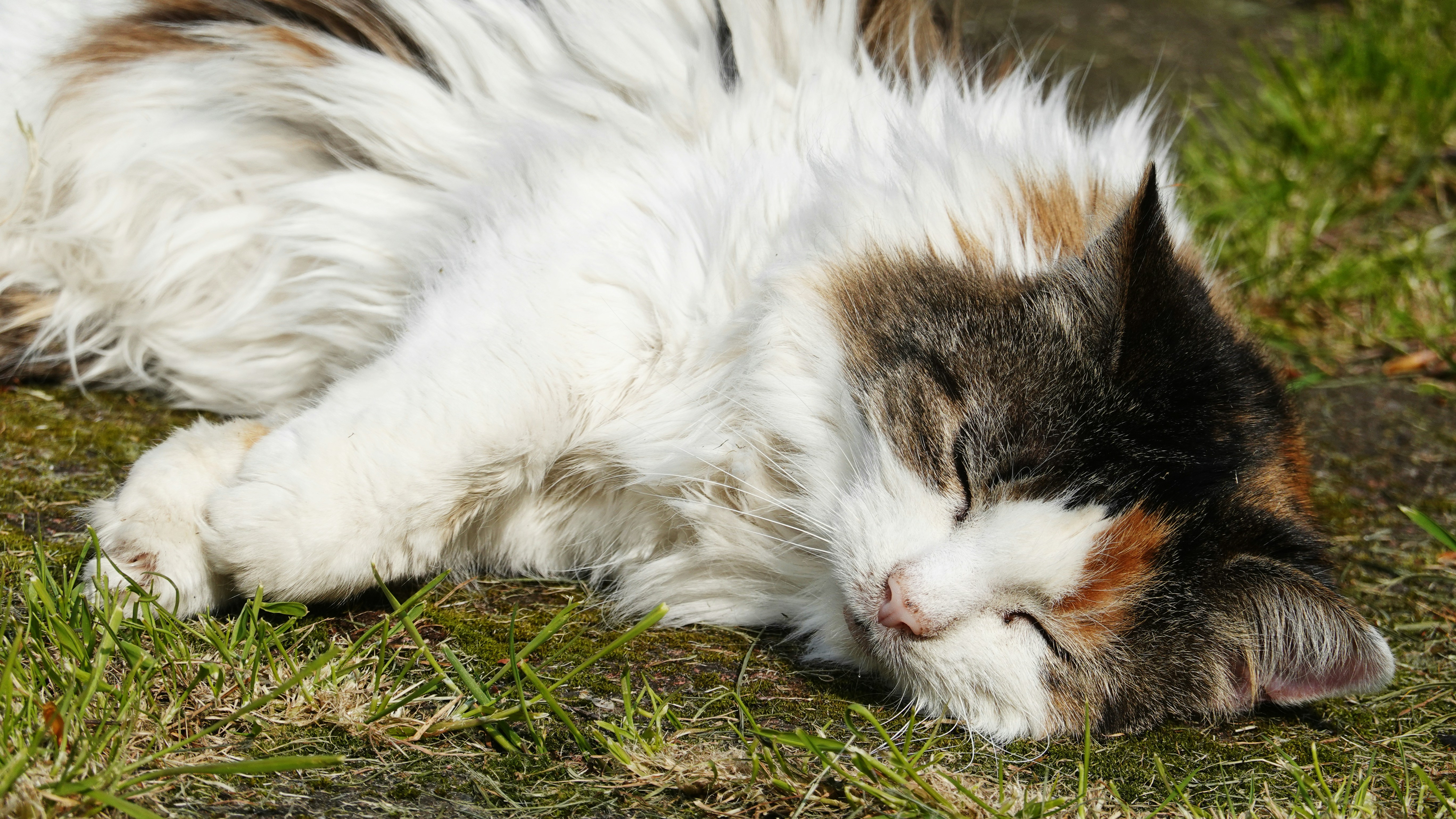 Quiet Slumber: A Calico Cat Resting in Sunlit Grass