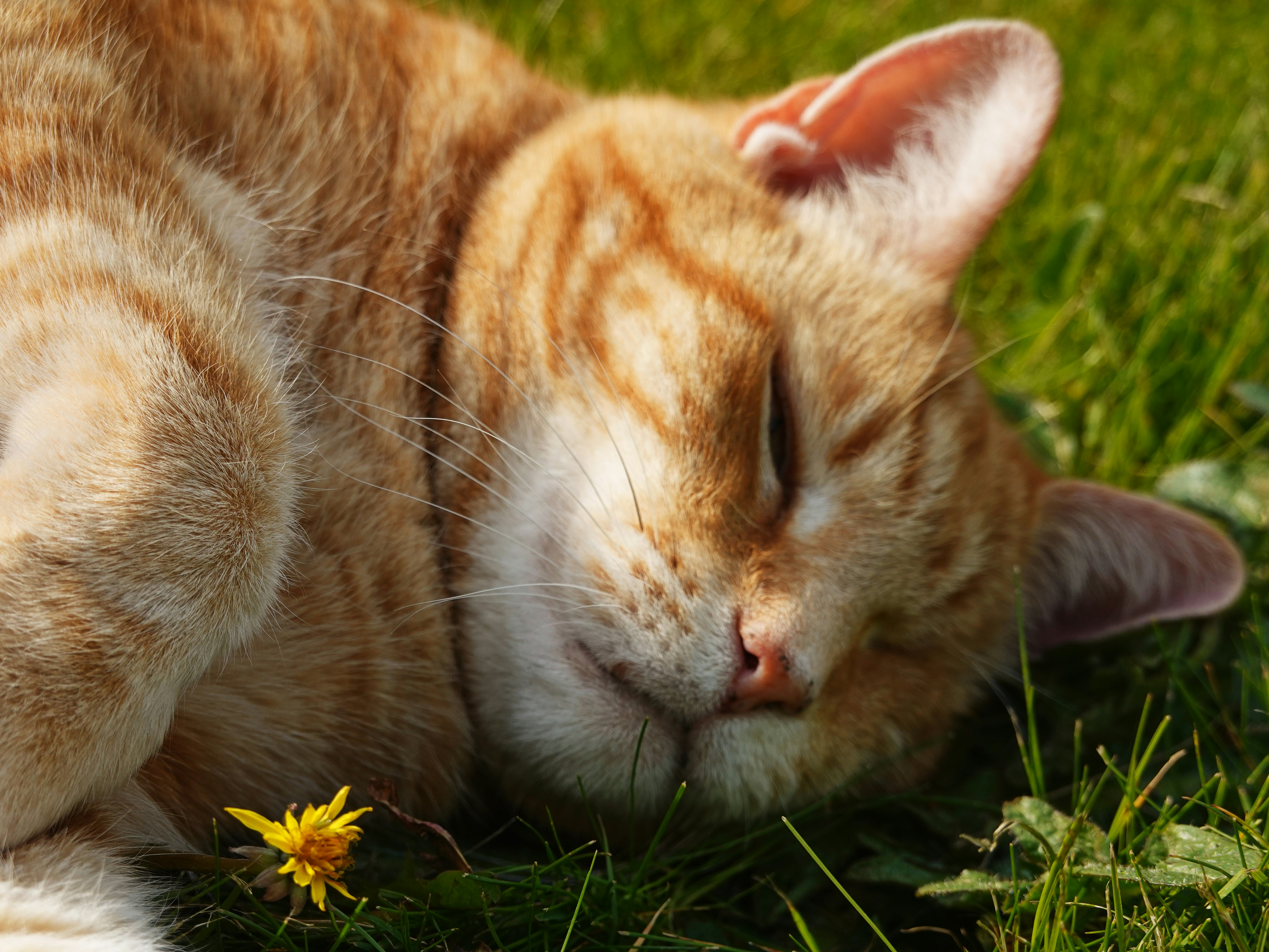 Sunlit Nap: Ginger Cat Dozing in a Meadow