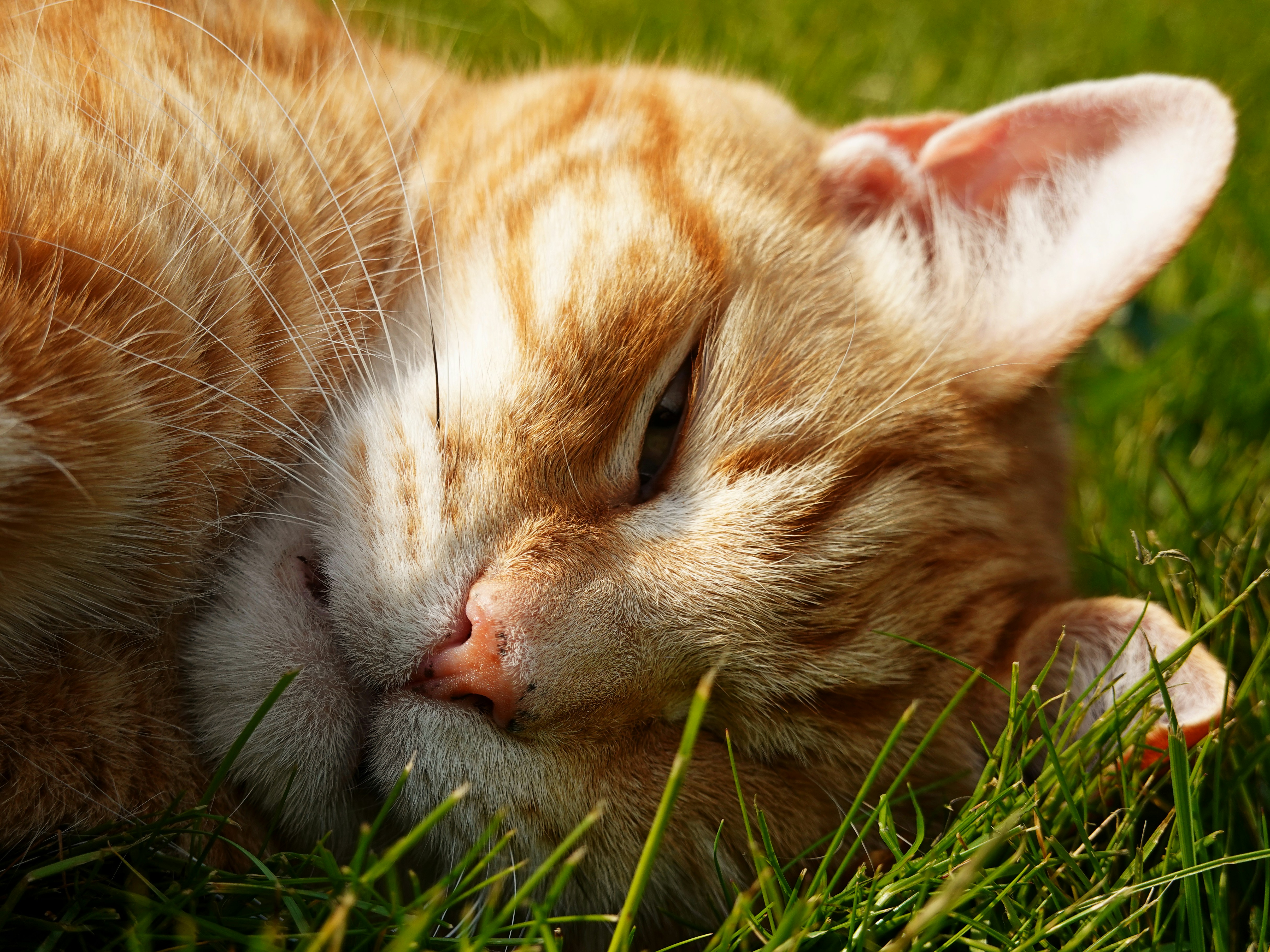 Sunlit Slumber: a Ginger Cat Resting in Grassy Quiet