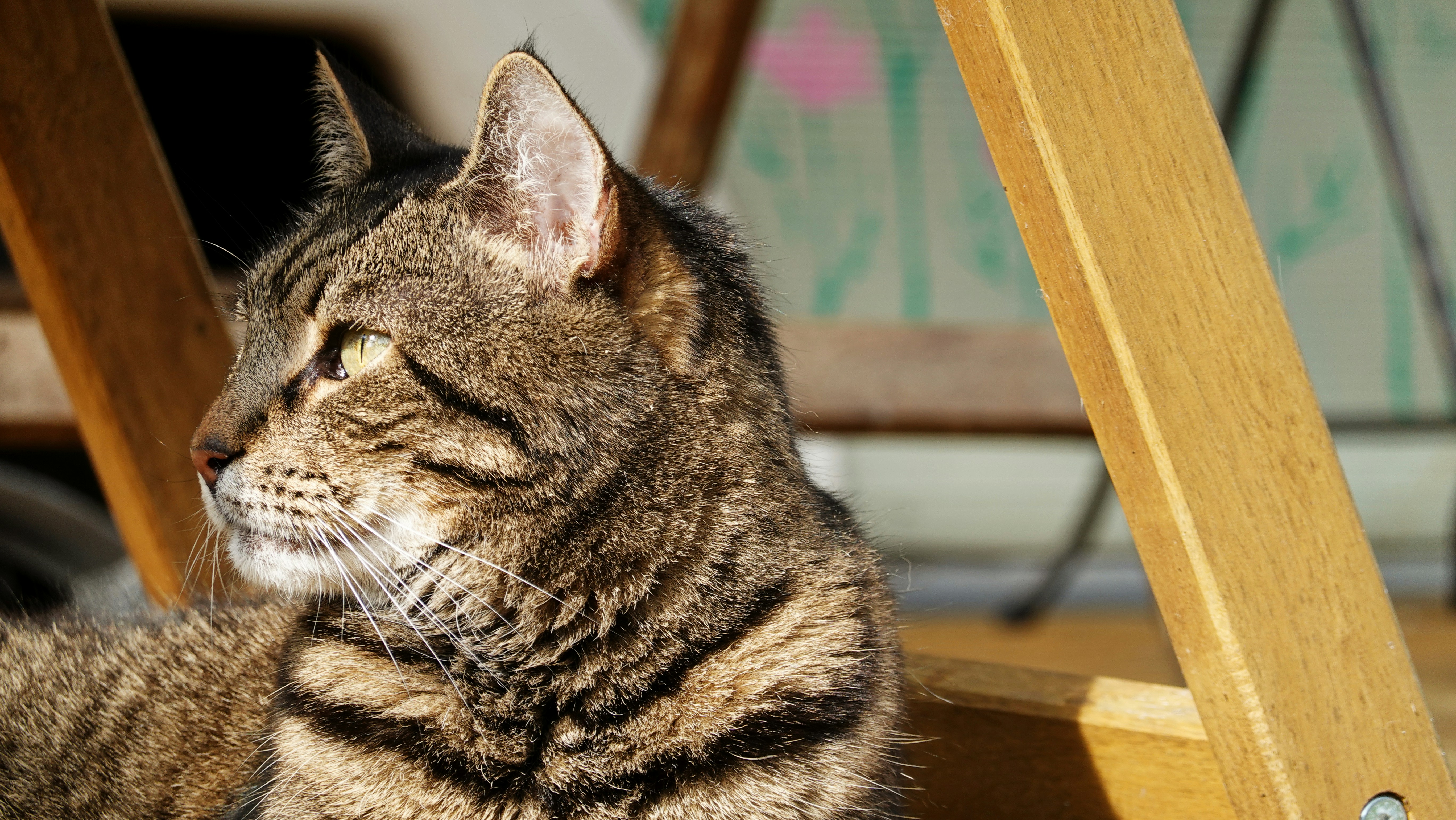 Cross-View Guardian: A Tabby Amid Wooden Frames