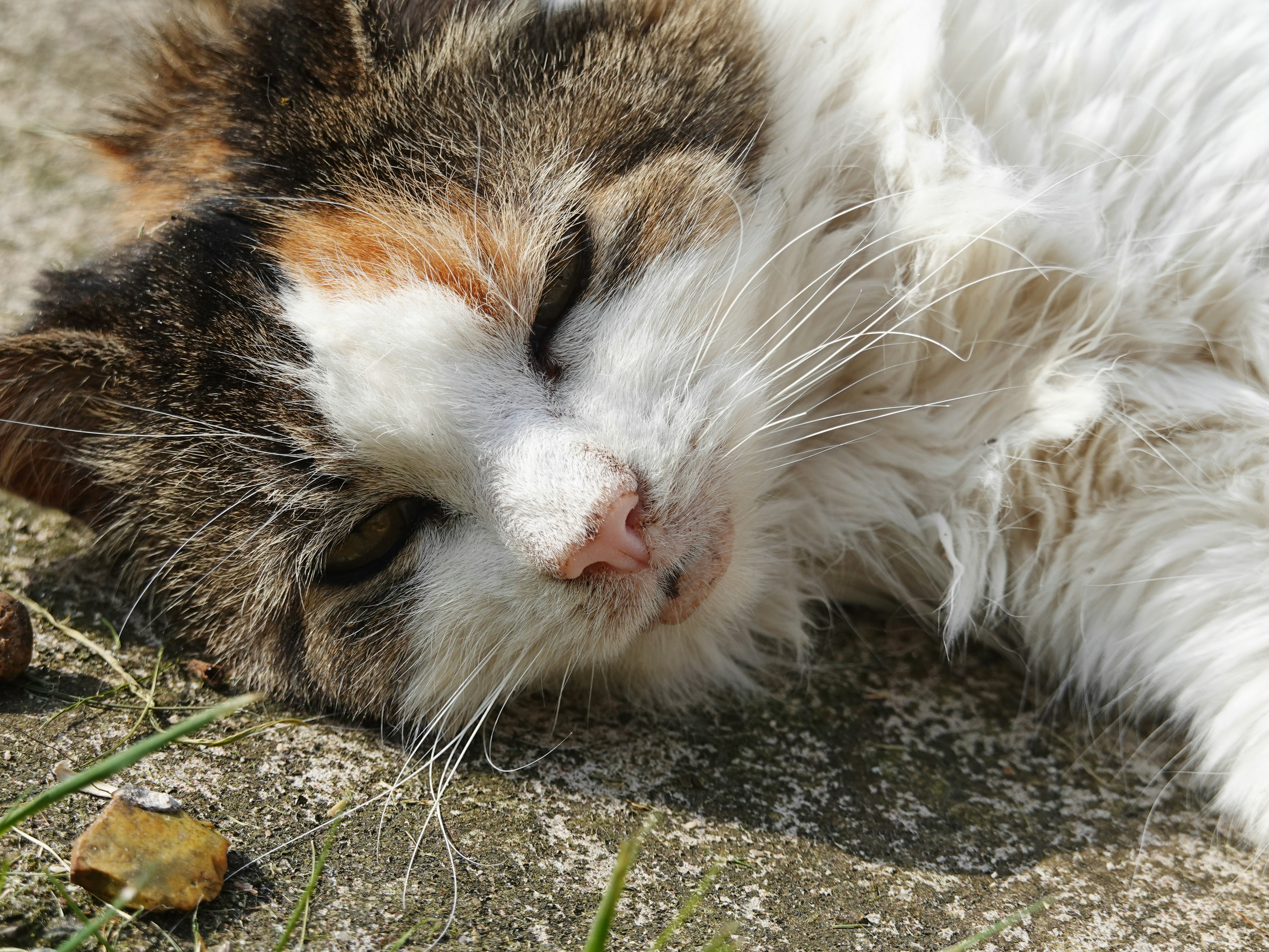 Cozy Slumber: Calico Face in Soft Sunlit Grains